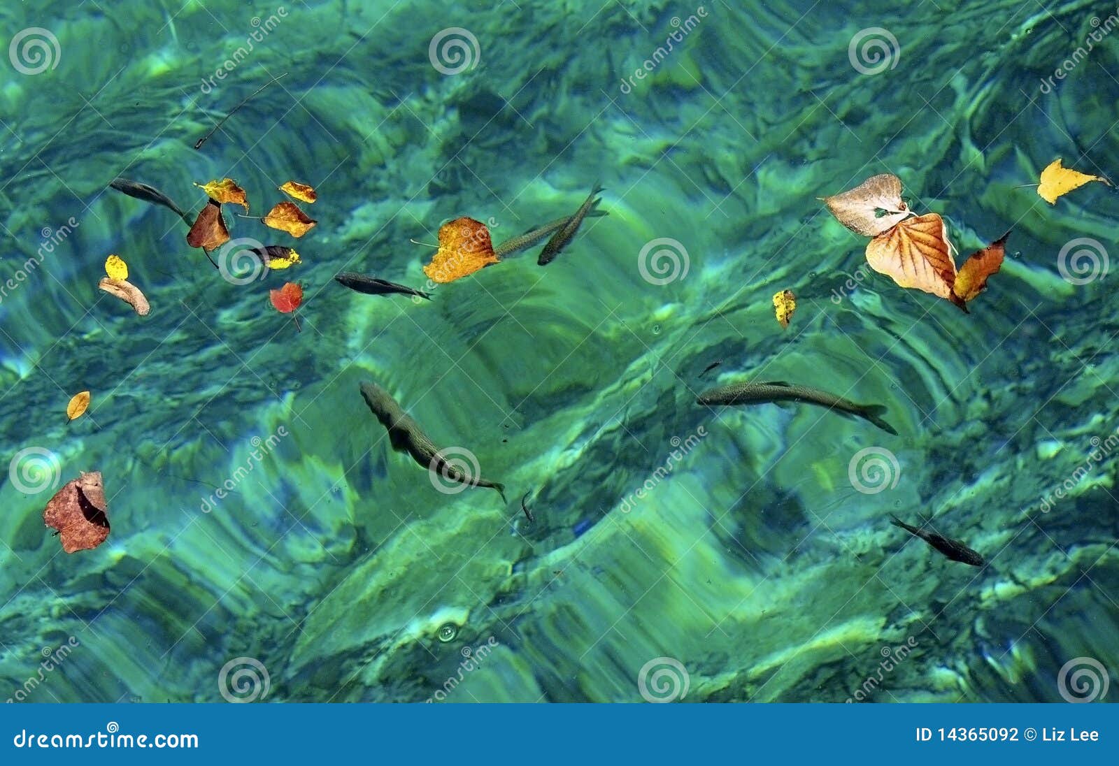 Fish Swimming In The Water Wave Stock Photo - Image of background, fish ...