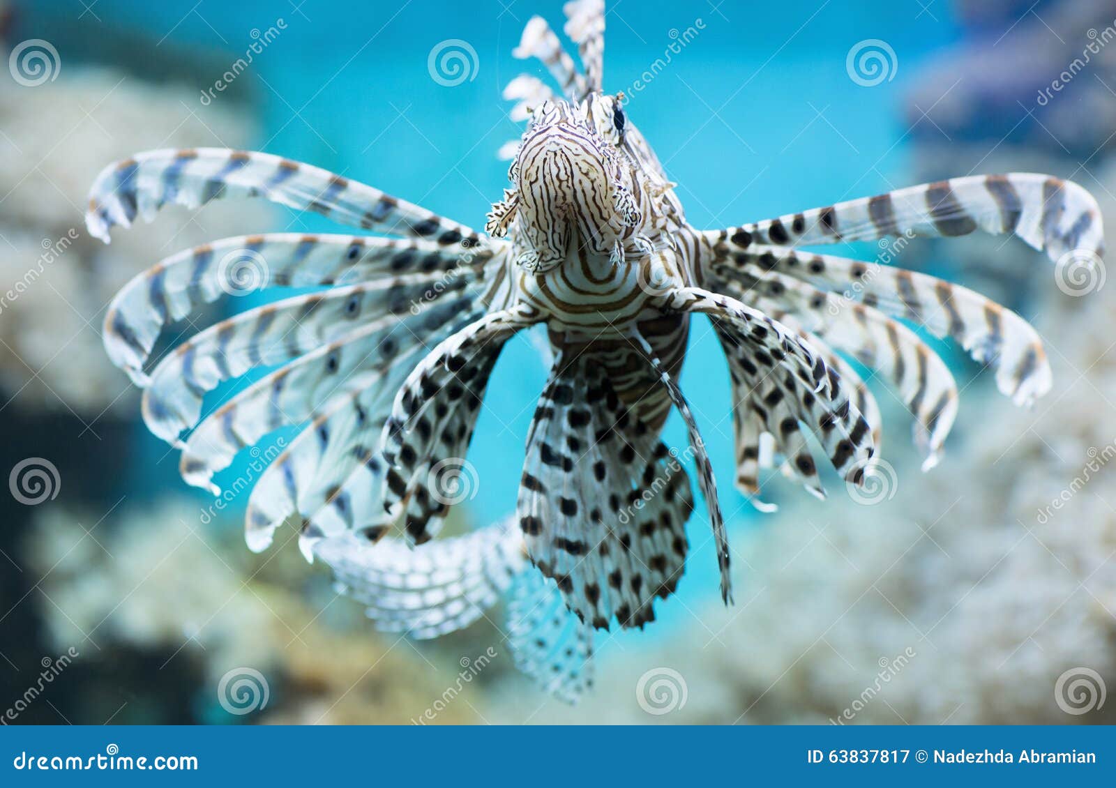 Fish Swims in the Aquarium, Zebra Winged. Stock Image - Image of plant ...