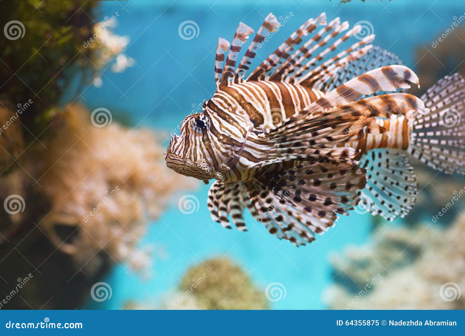 Fish Swims in the Aquarium, Zebra Winged. Stock Image - Image of coral ...