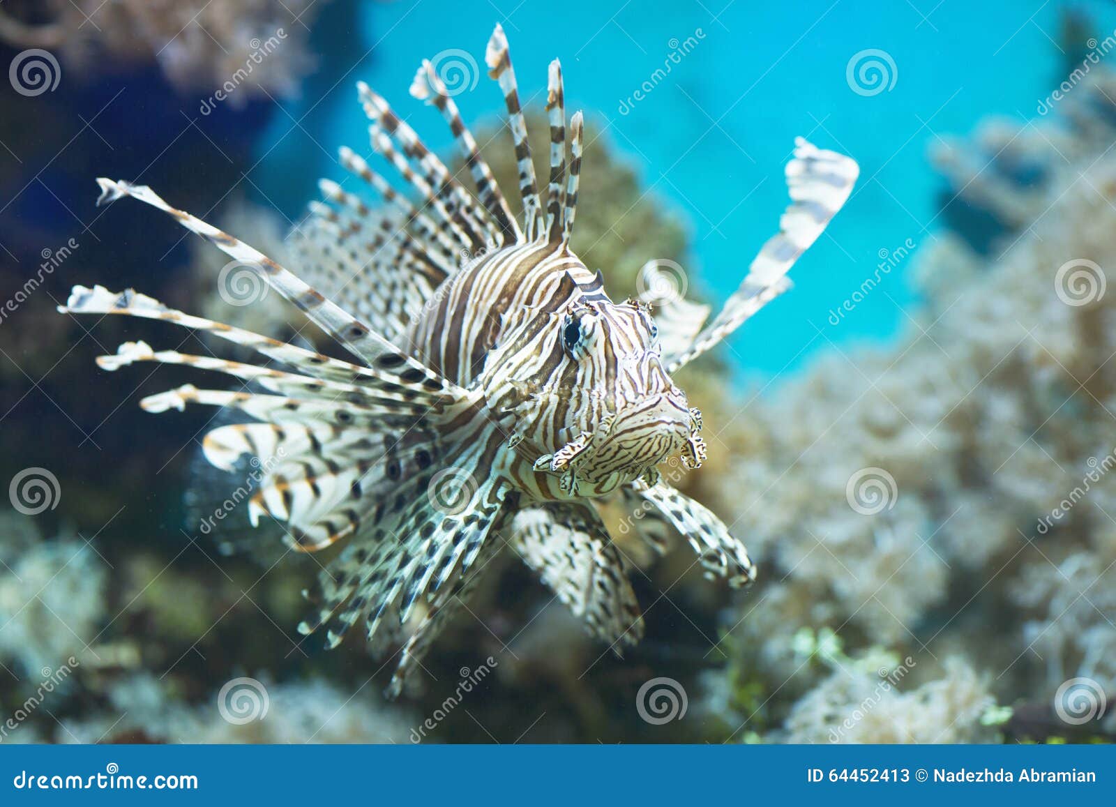 Fish Swims in the Aquarium, Zebra Winged. Stock Image - Image of celled ...