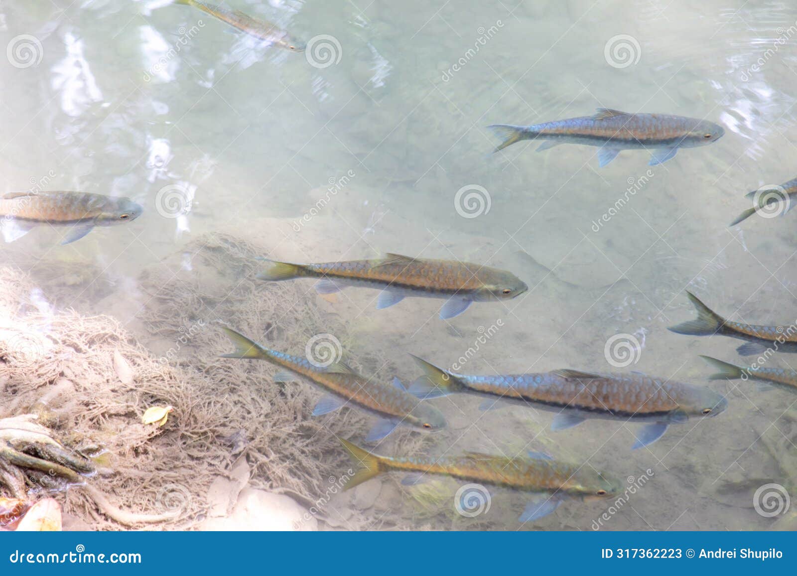 The Fish Swims in Clear Mountain Water Stock Image - Image of animal ...