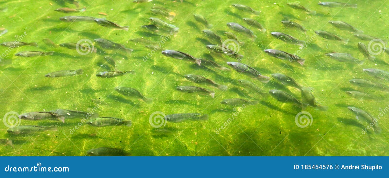 A Fish Swims in Green Water Stock Photo - Image of ocean, nature: 185454576