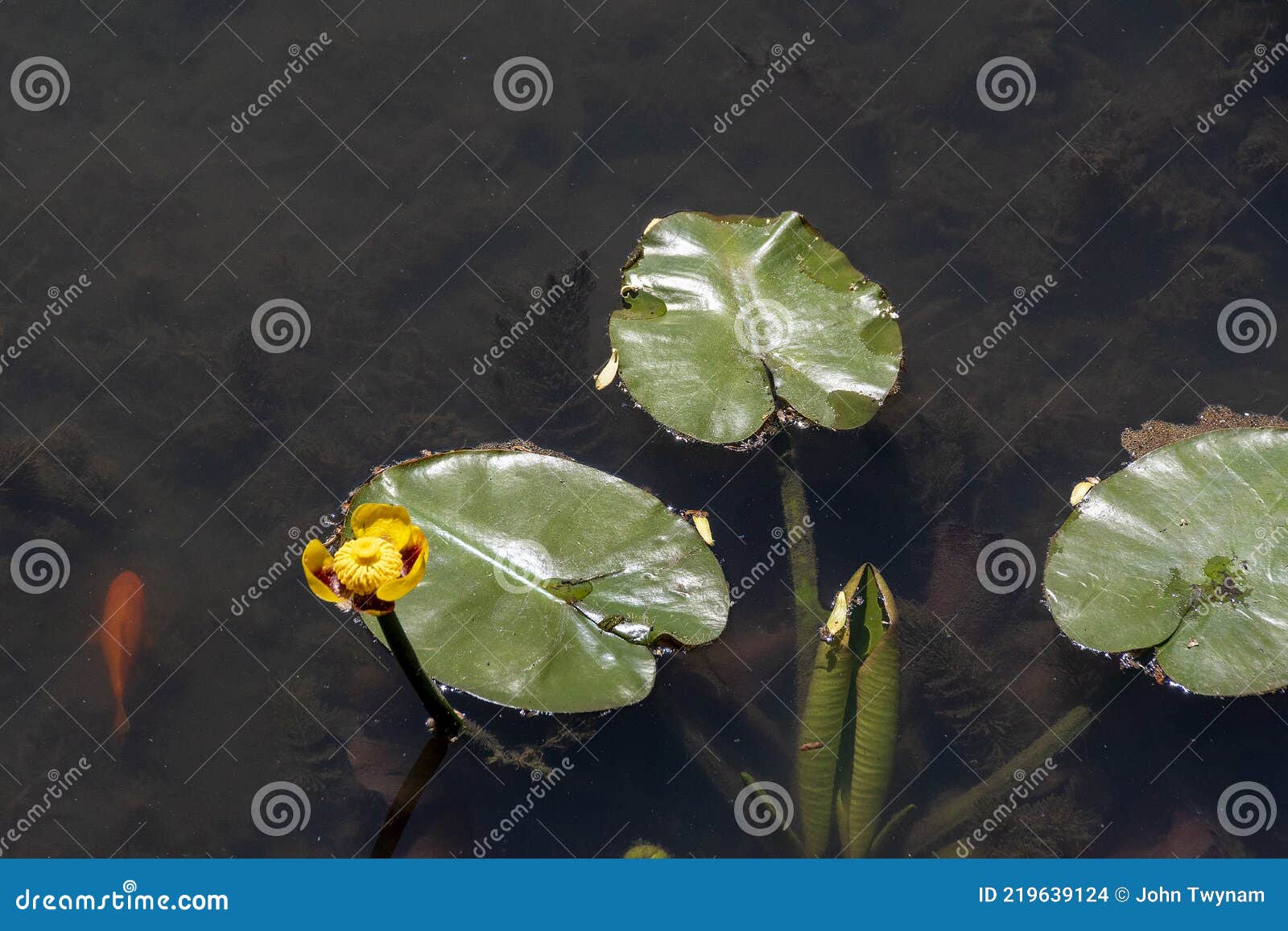 Fish Swims by Lily Pads in a Pond Stock Photo - Image of sunny, copy ...