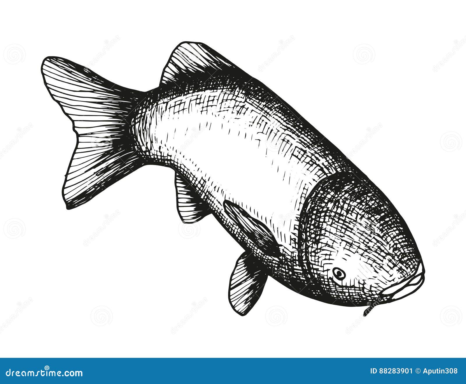 Fish Swims in Motion Vector Sketch Stock Vector - Illustration of ...