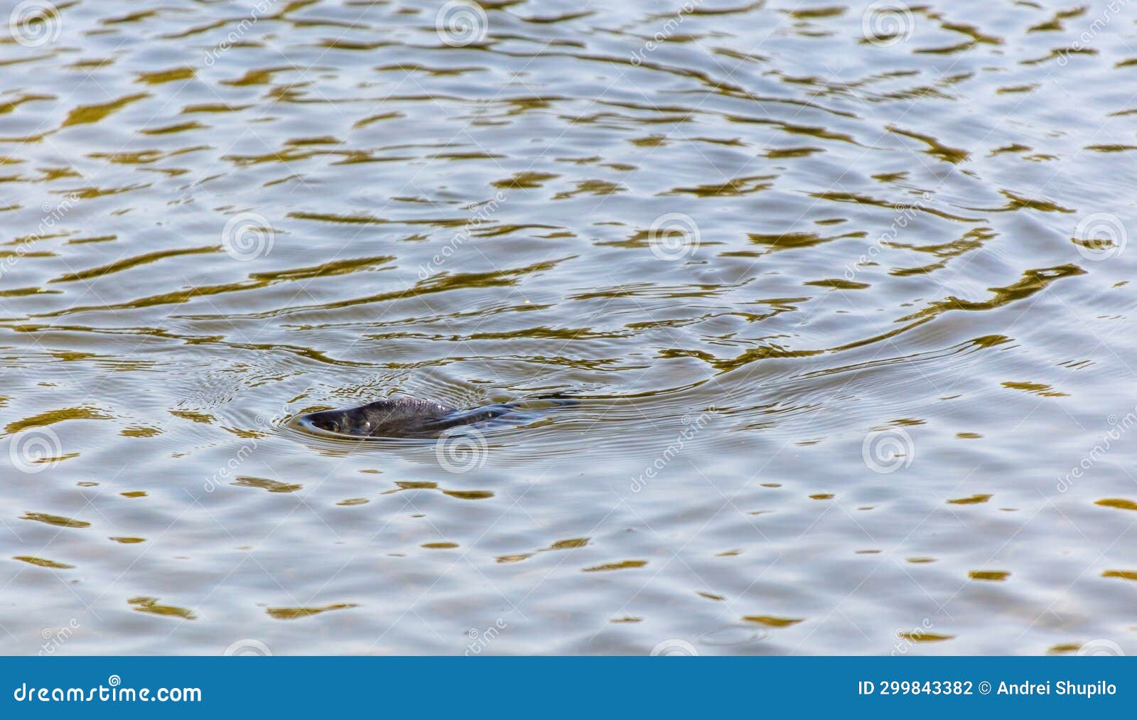 A Fish Swims on the Surface of the Water Stock Photo - Image of animal ...