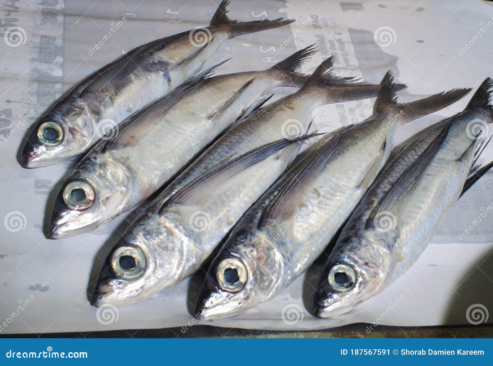 Fish on the Table. Flying Fish Exocoetidae. Close Up. Black and White ...