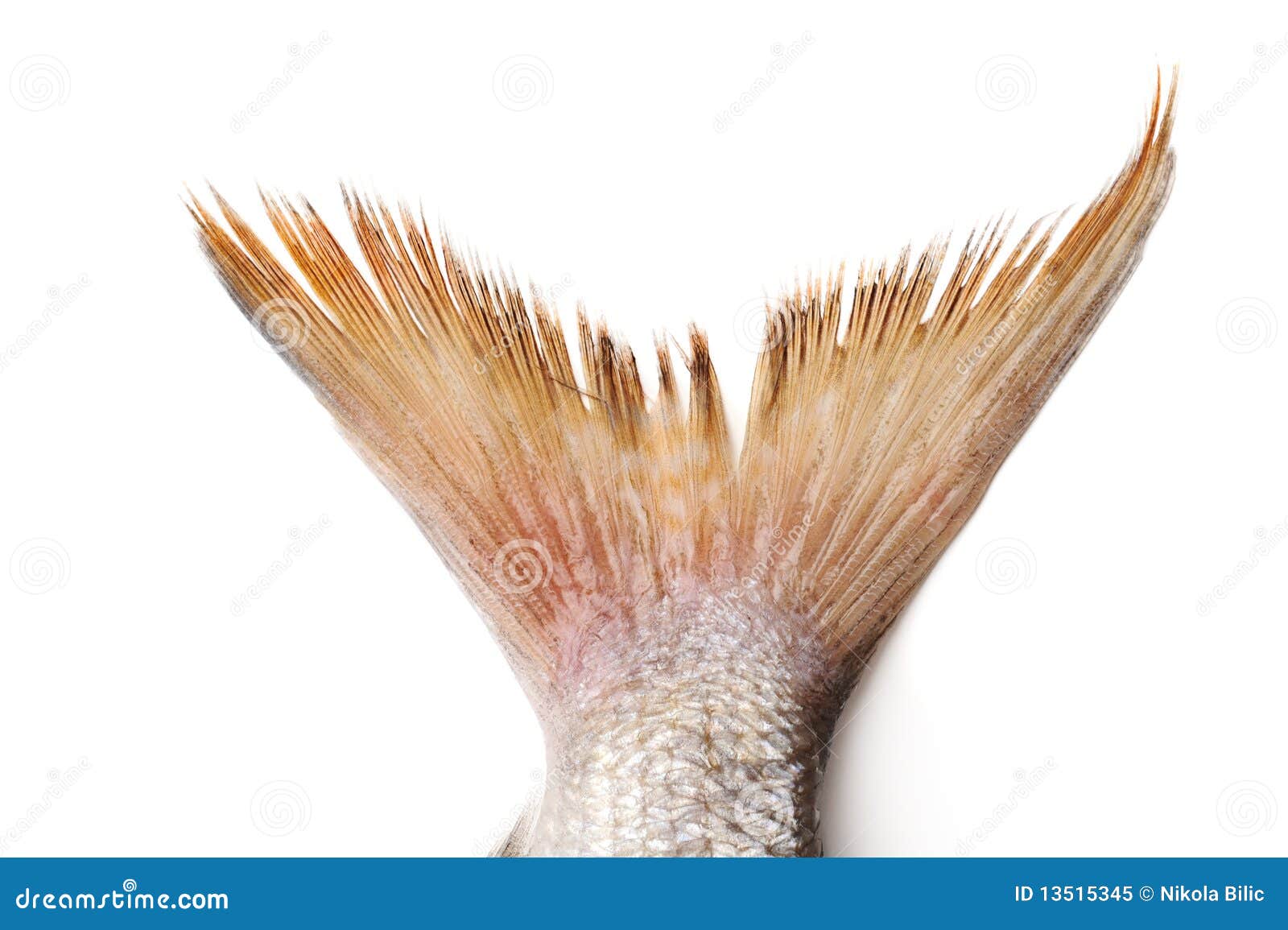 72,492 Fish Tail Photos - Free & Royalty-Free Stock Photos from Dreamstime