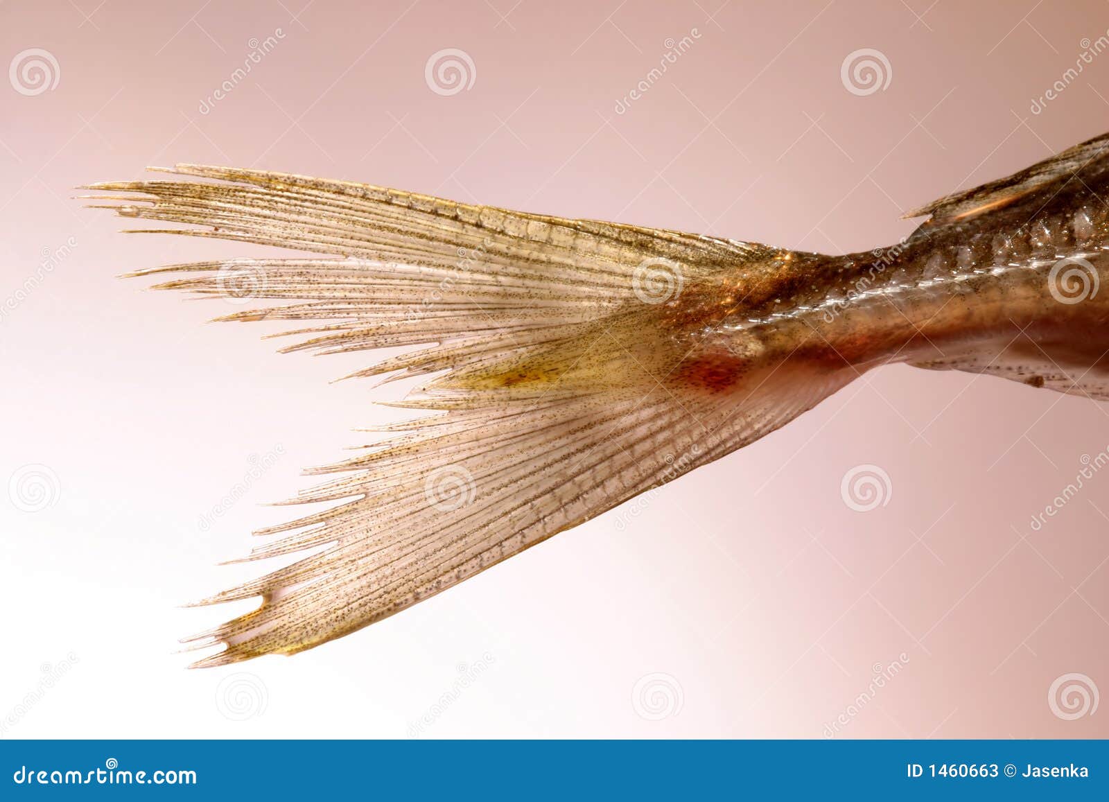Fish Tail Stock Photos - Image: 1460663