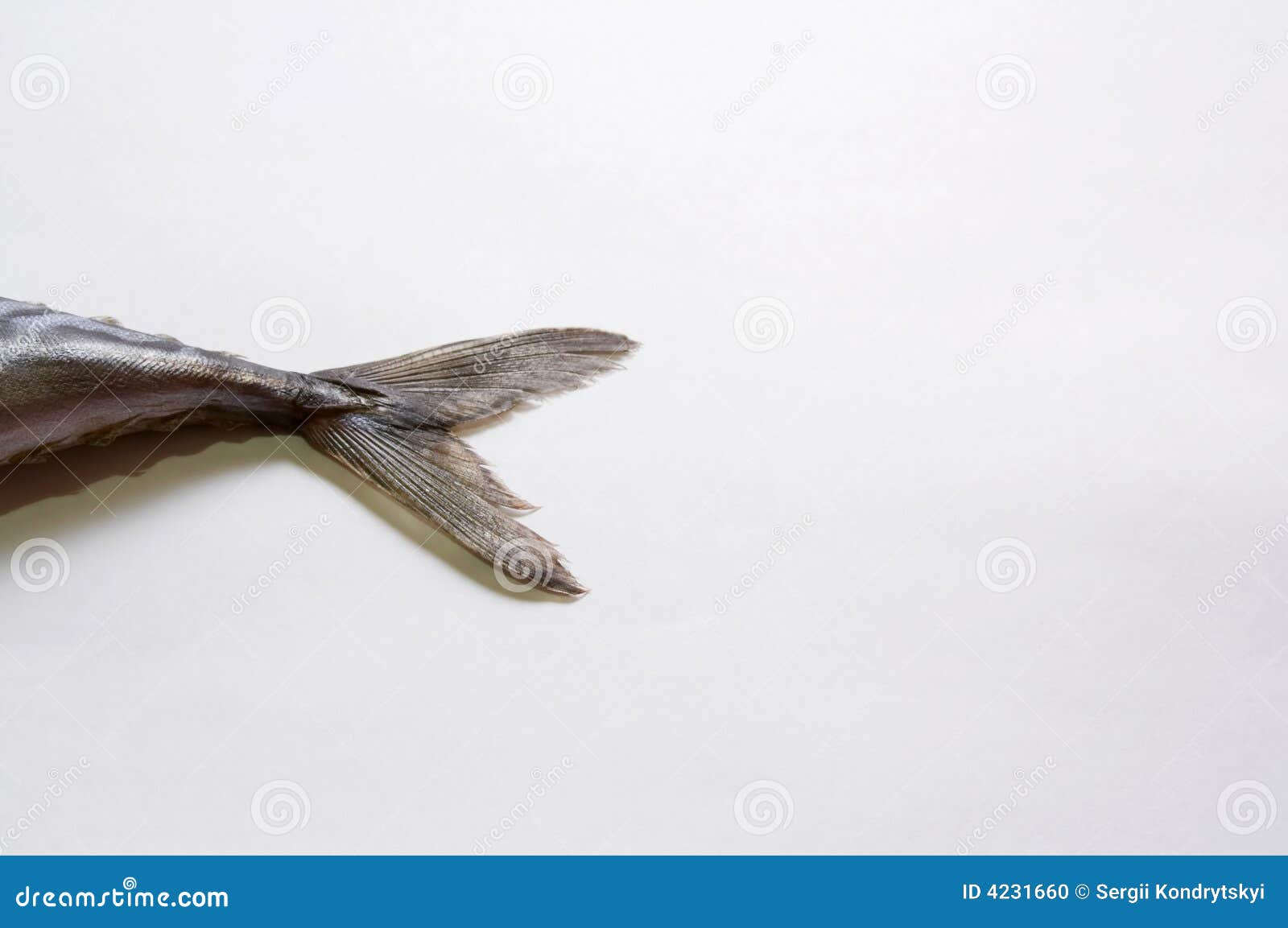 Fish tail stock photo. Image of appetizing, sushi, plate - 4231660