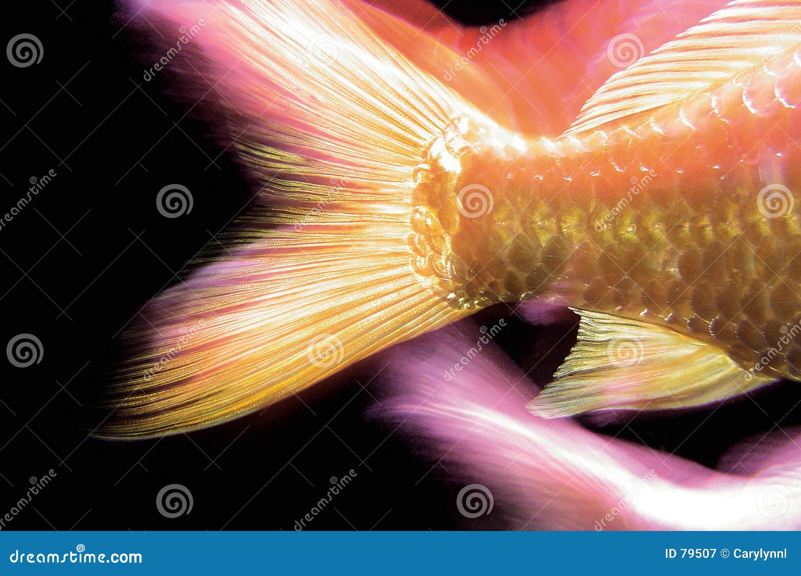 Fish Tail stock image. Image of abstract, color, aquarium - 79507