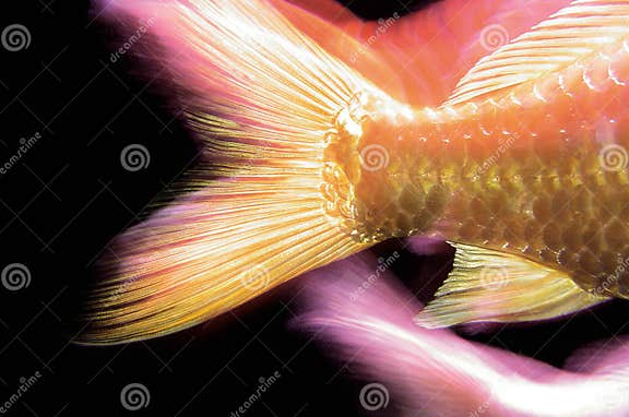 Fish Tail stock image. Image of abstract, color, aquarium - 79507