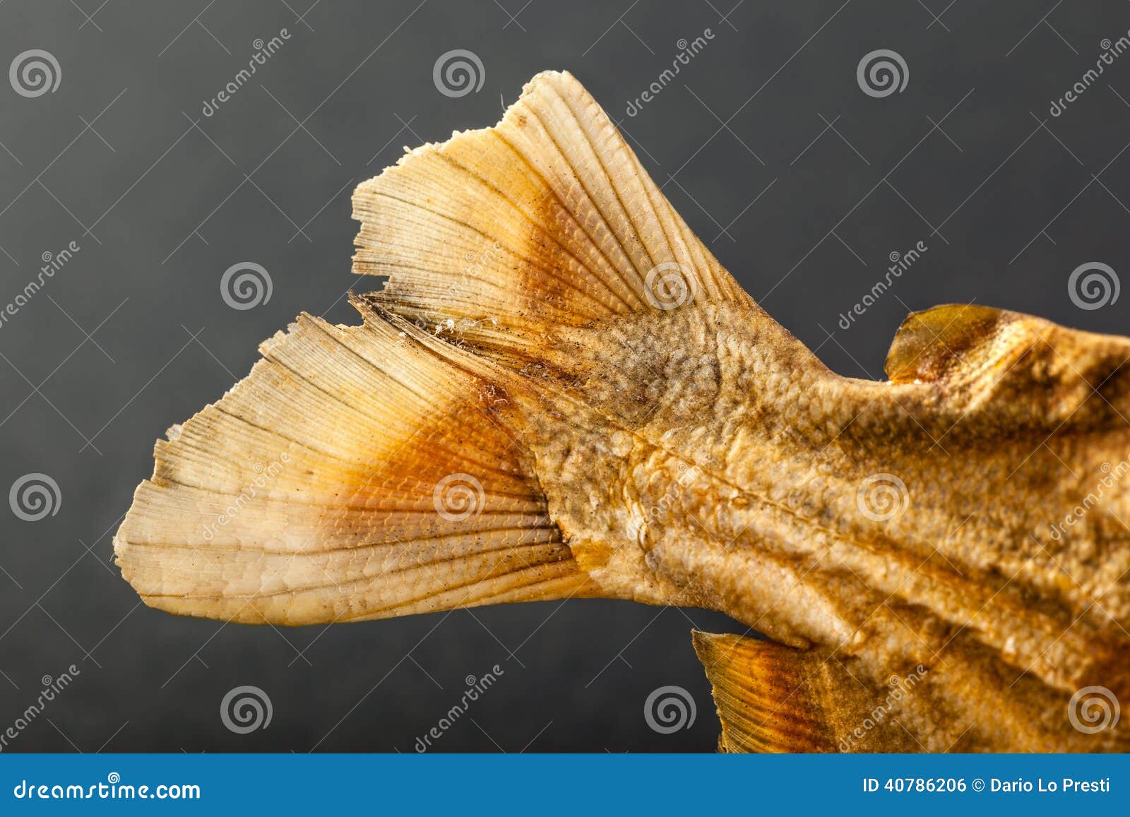 Fish tail stock photo. Image of fried, lunch, meal, market - 40786206