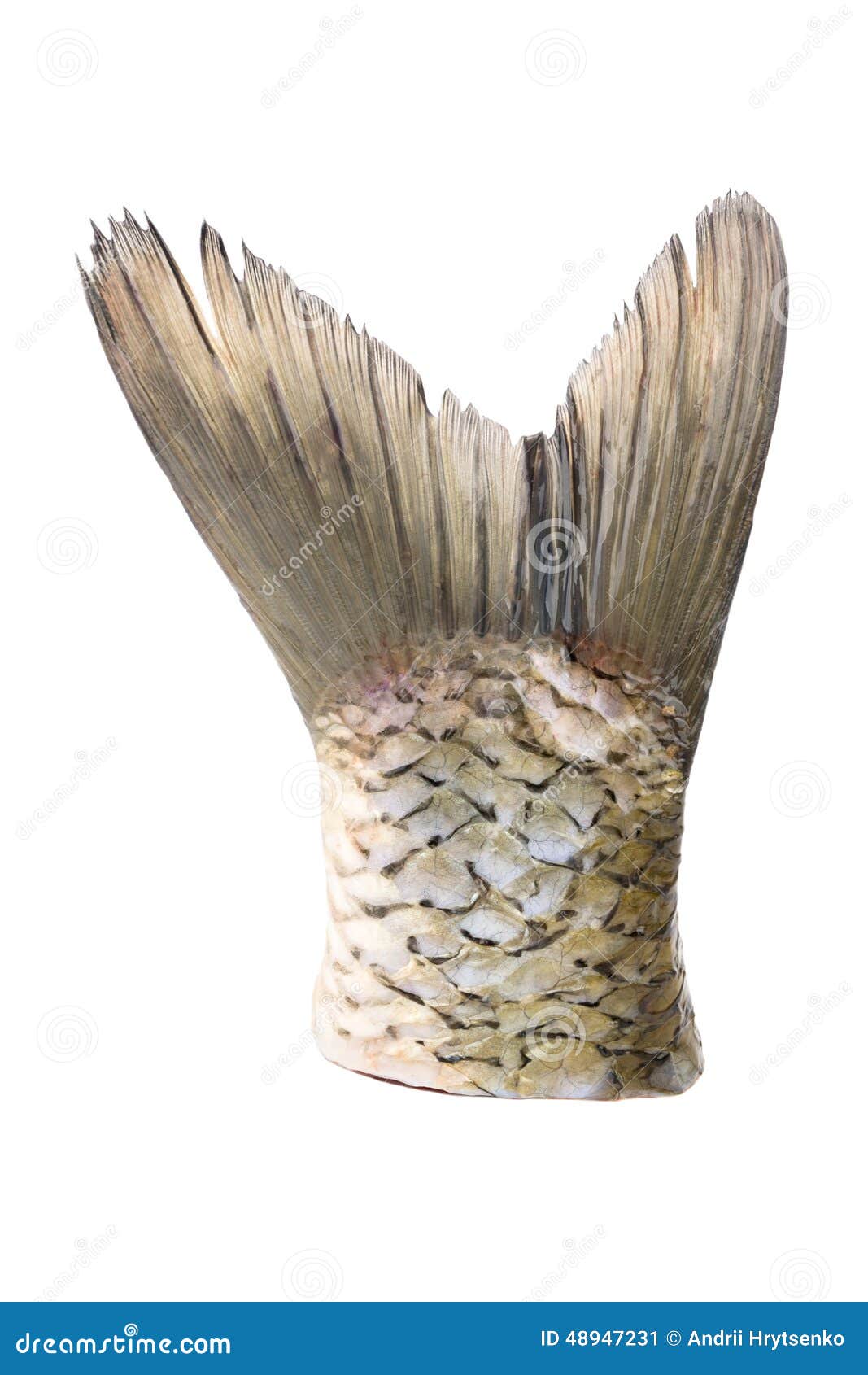 Fish tail stock image. Image of meat, food, tail, backgrounds - 48947231