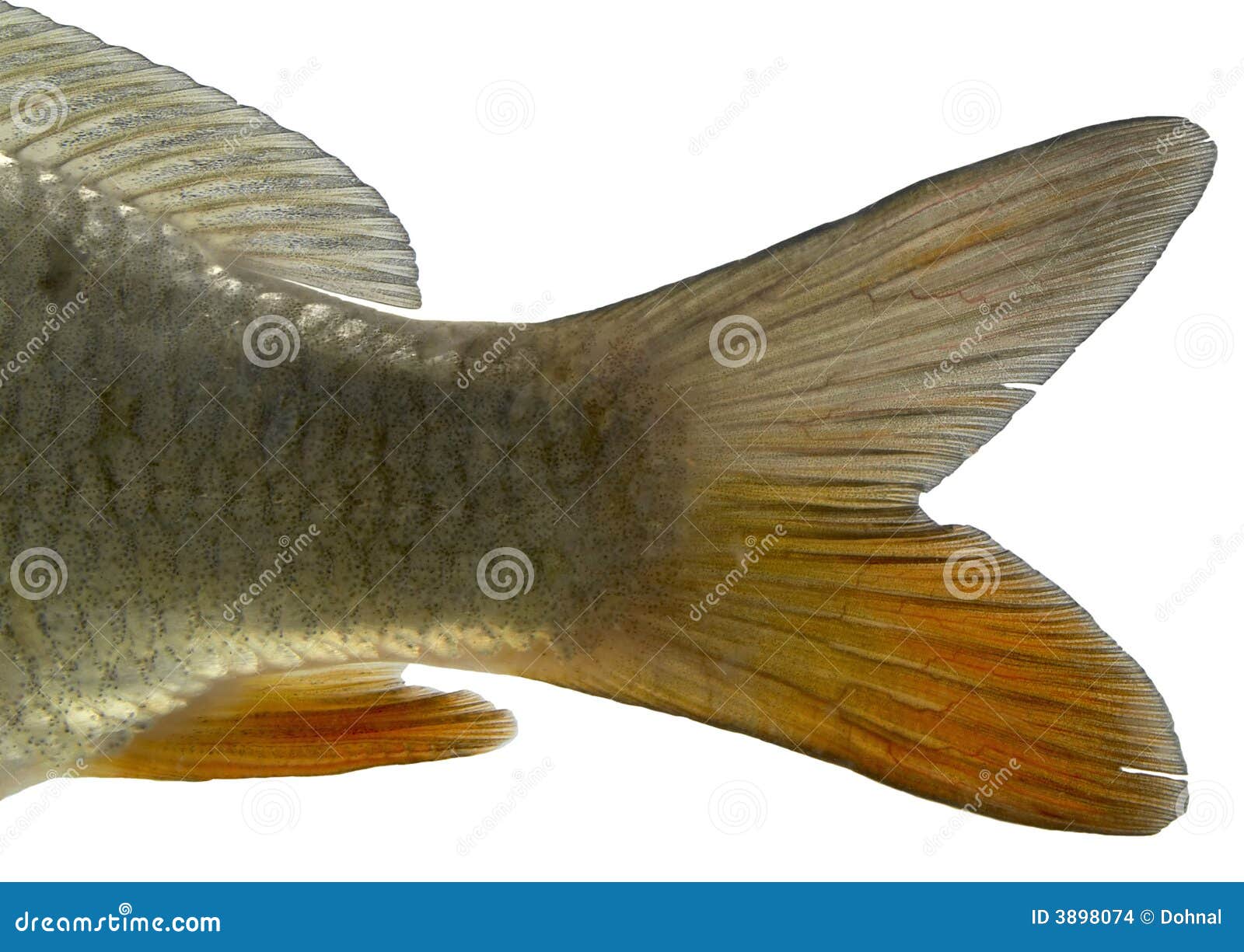 Fish tail -isolated stock photo. Image of object, river - 3898074