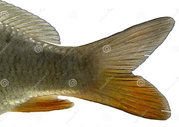 Fish tail -isolated stock photo. Image of object, river - 3898074