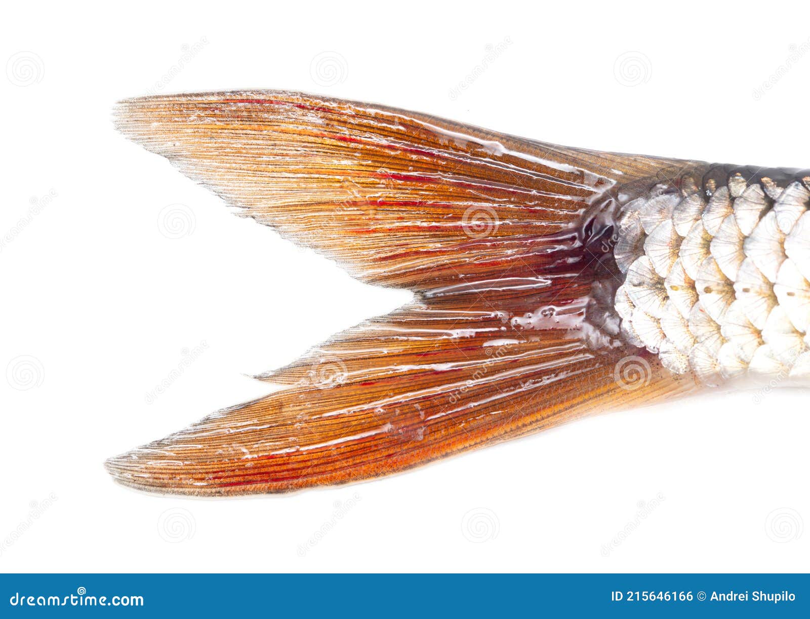 Fish Tail Isolated on a White Background Stock Photo - Image of yellow ...
