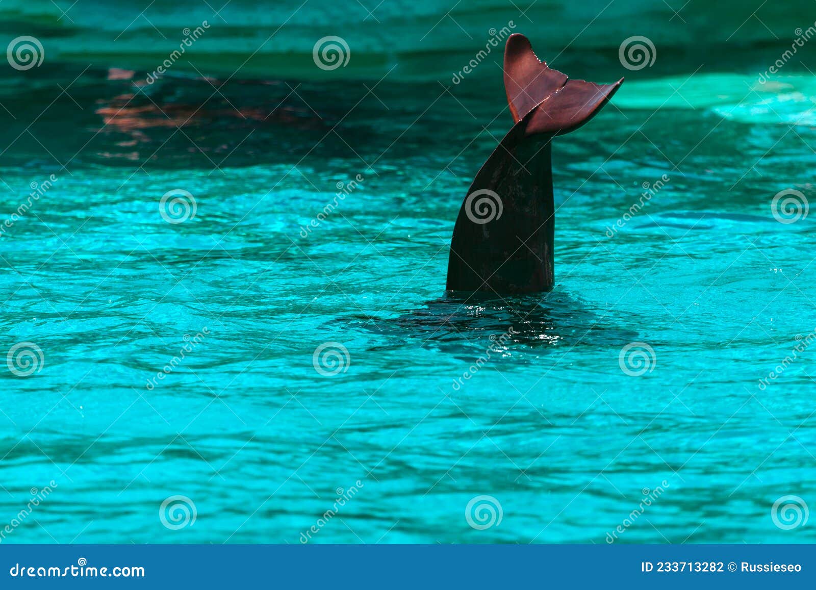 Fish tail out of the water stock photo. Image of jump - 233713282