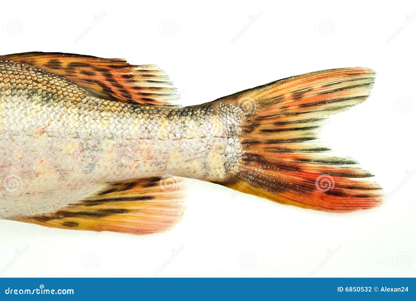 Fish Tail Royalty-Free Stock Image | CartoonDealer.com #6662566