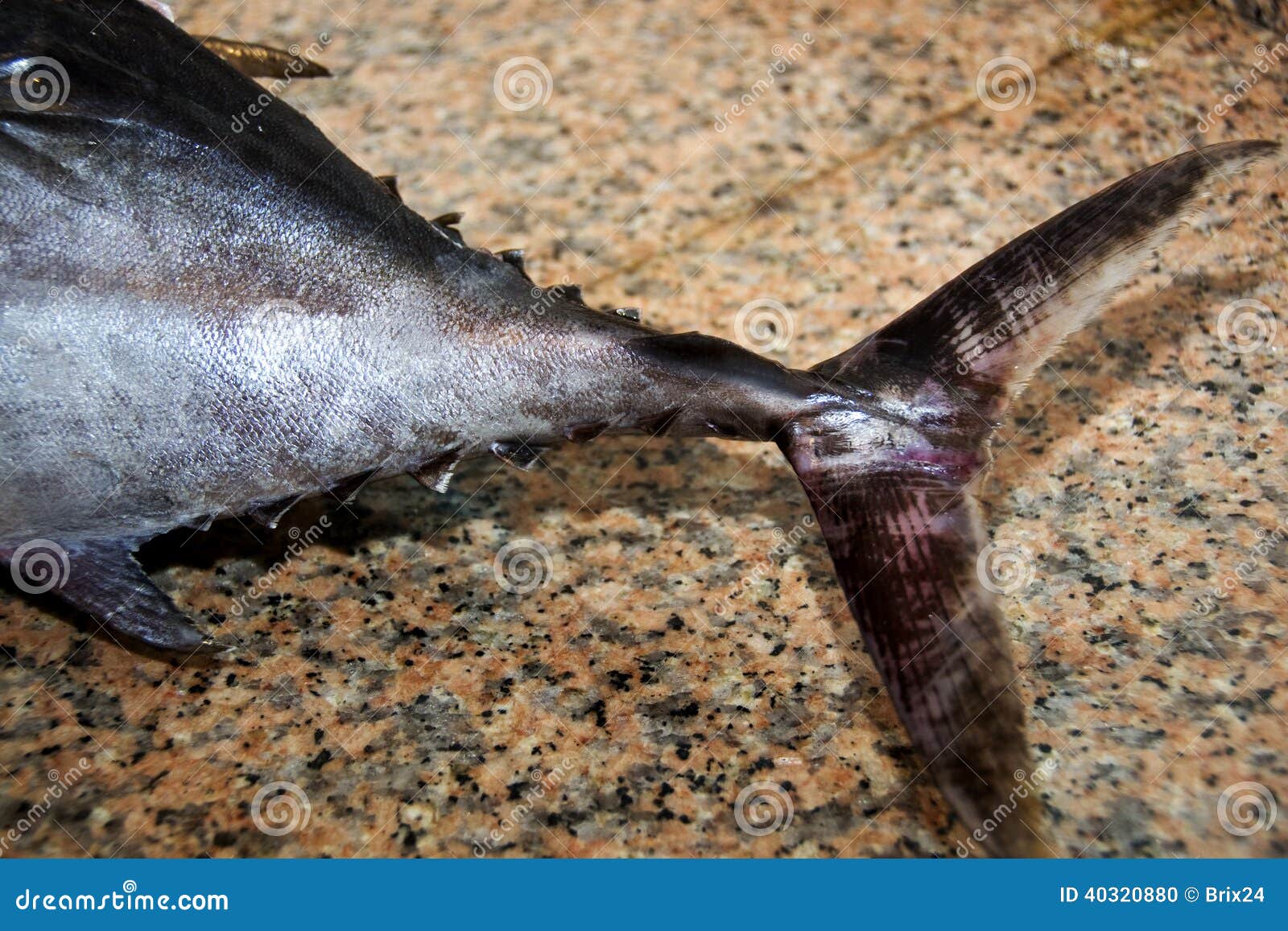 Fish Tail stock photo. Image of marble, fins, gills, healthy - 40320880