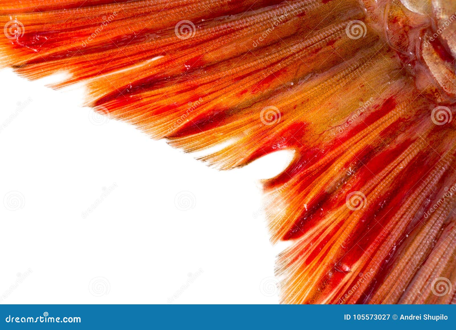 Fish Tail on a White Background Stock Image - Image of cute, white ...