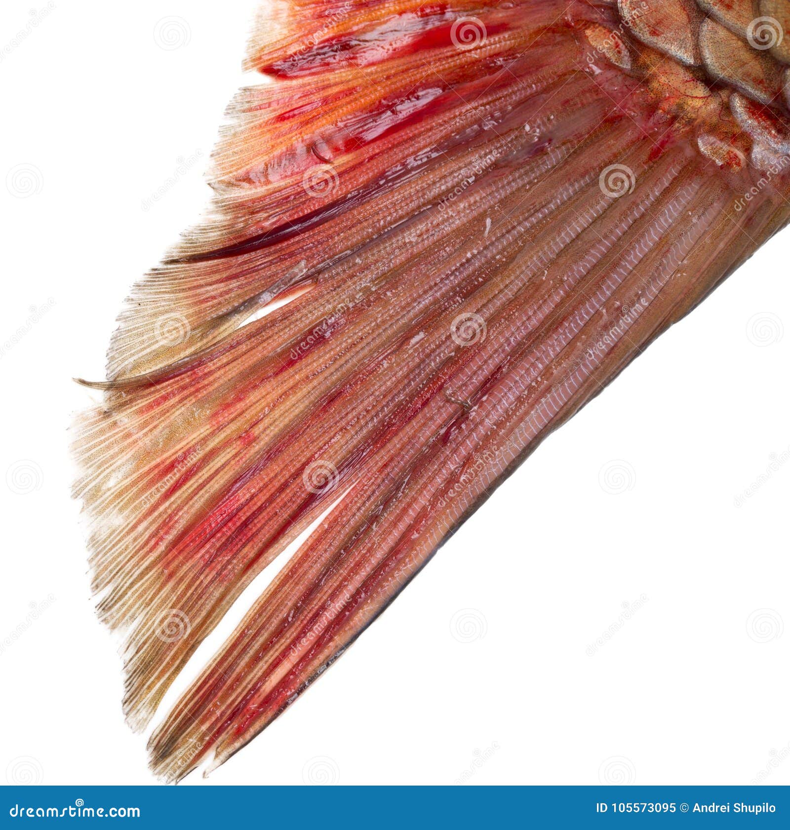 Fish Tail on a White Background Stock Image - Image of isolated, macro ...