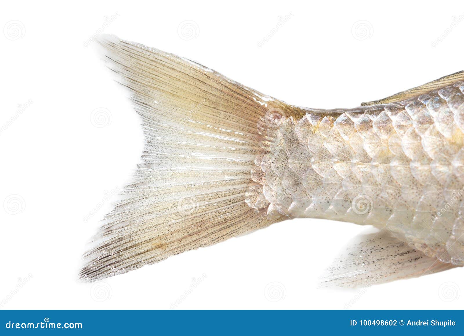 Fish Tail on a White Background. Macro Stock Photo - Image of marine ...