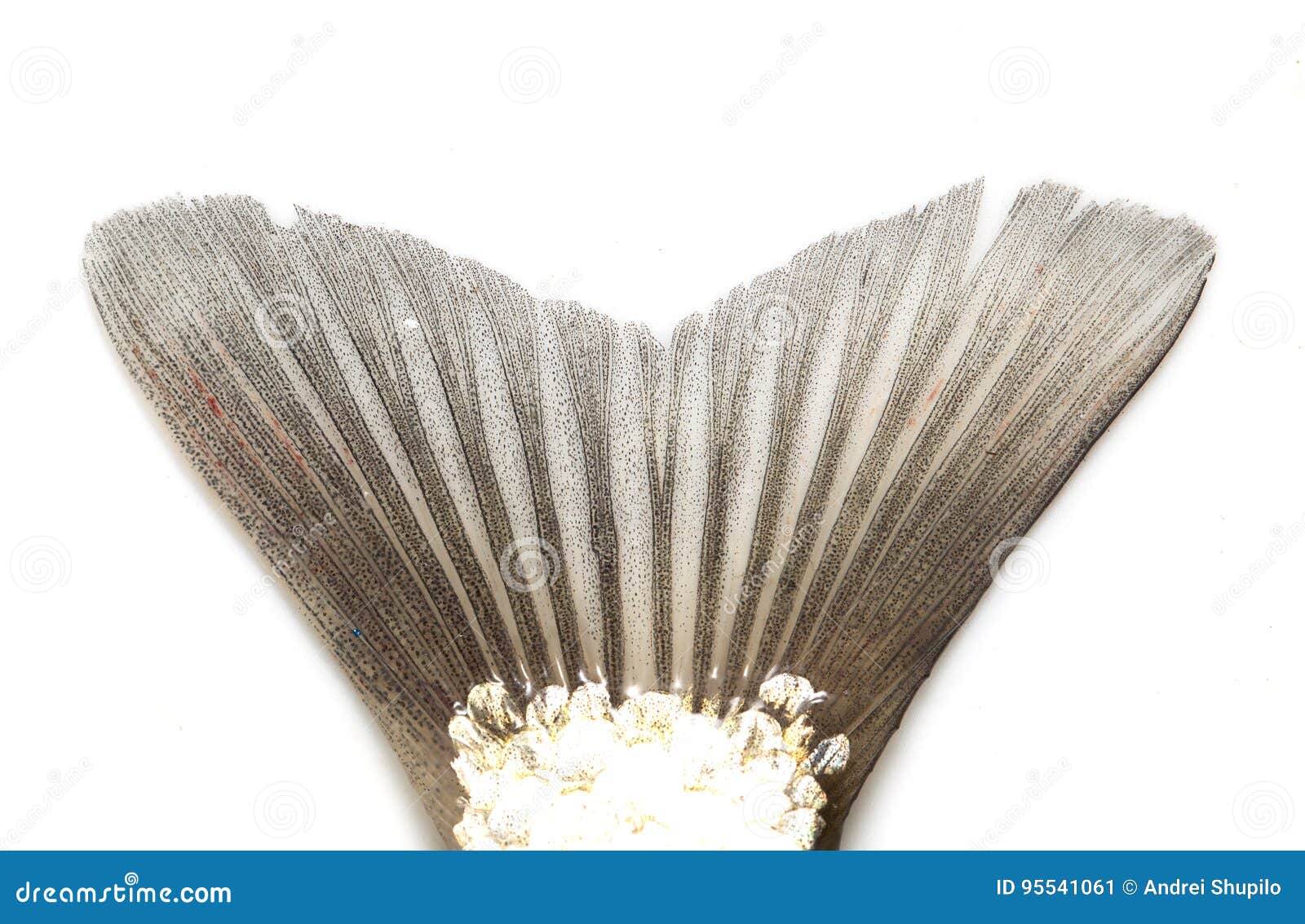 Fish Tail on a White Background Stock Image - Image of side, food: 95541061