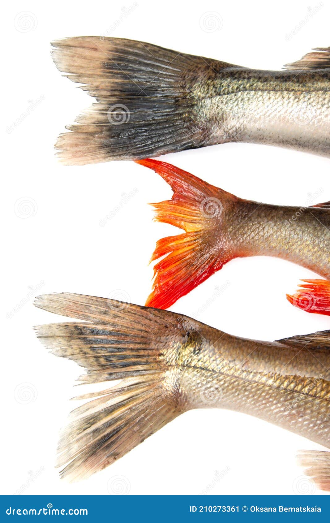 Fish Tails Stock Image | CartoonDealer.com #4505005