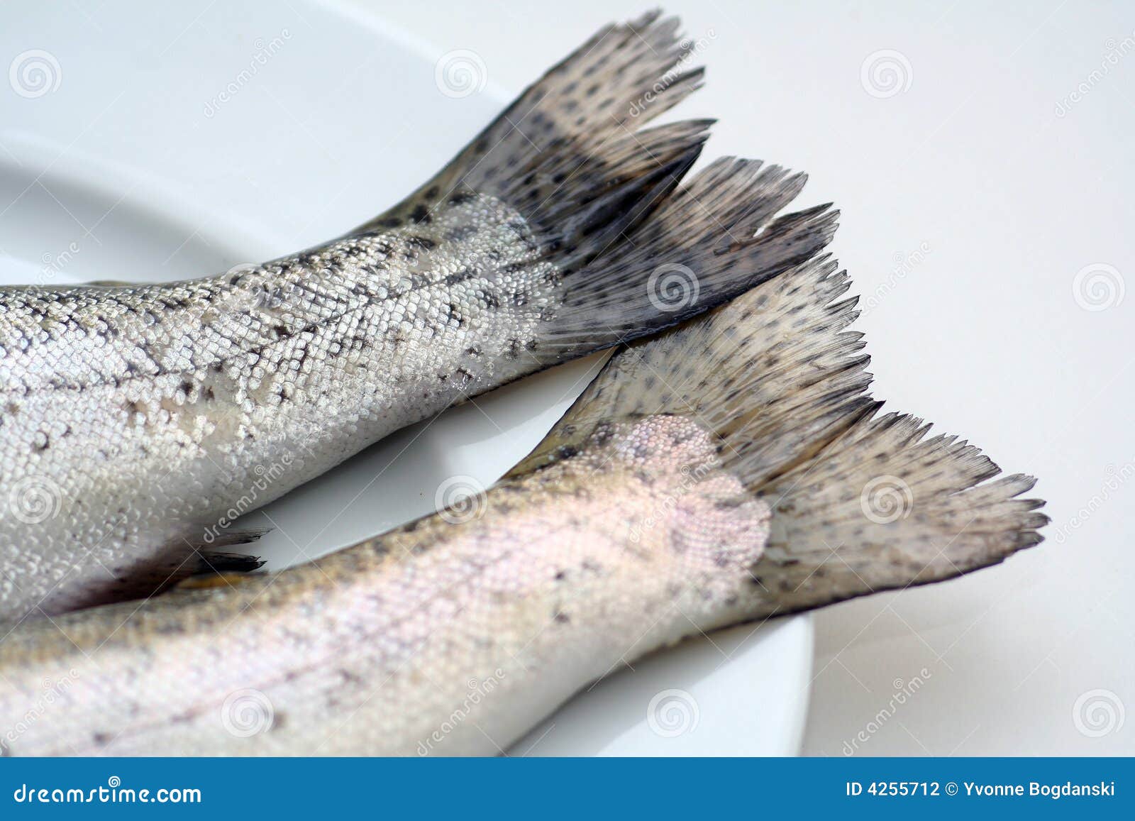 Fish Tails on a White Plate Stock Photo - Image of speckled, pair: 4255712