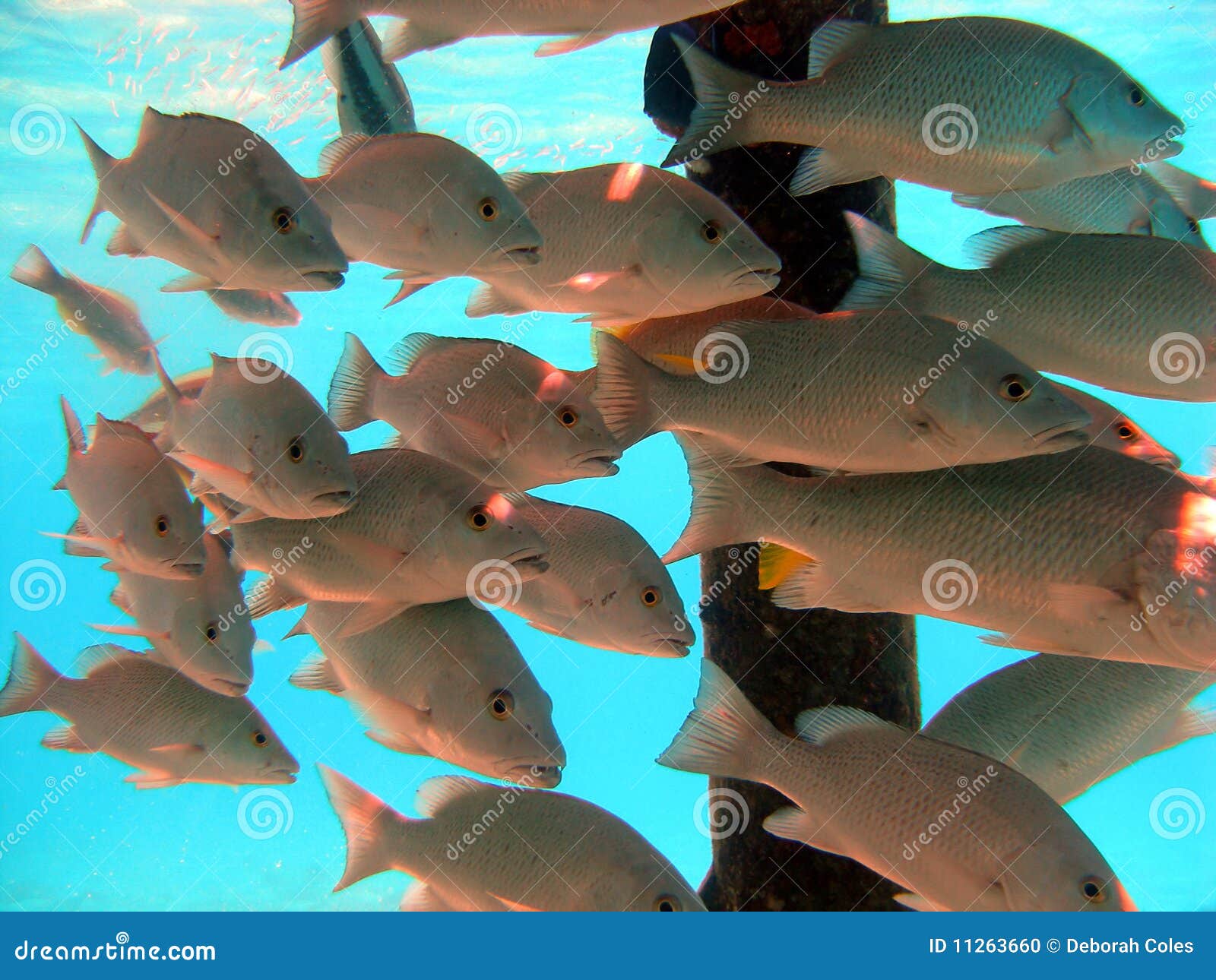 Fish take shelter stock photo. Image of exotic, environment - 11263660