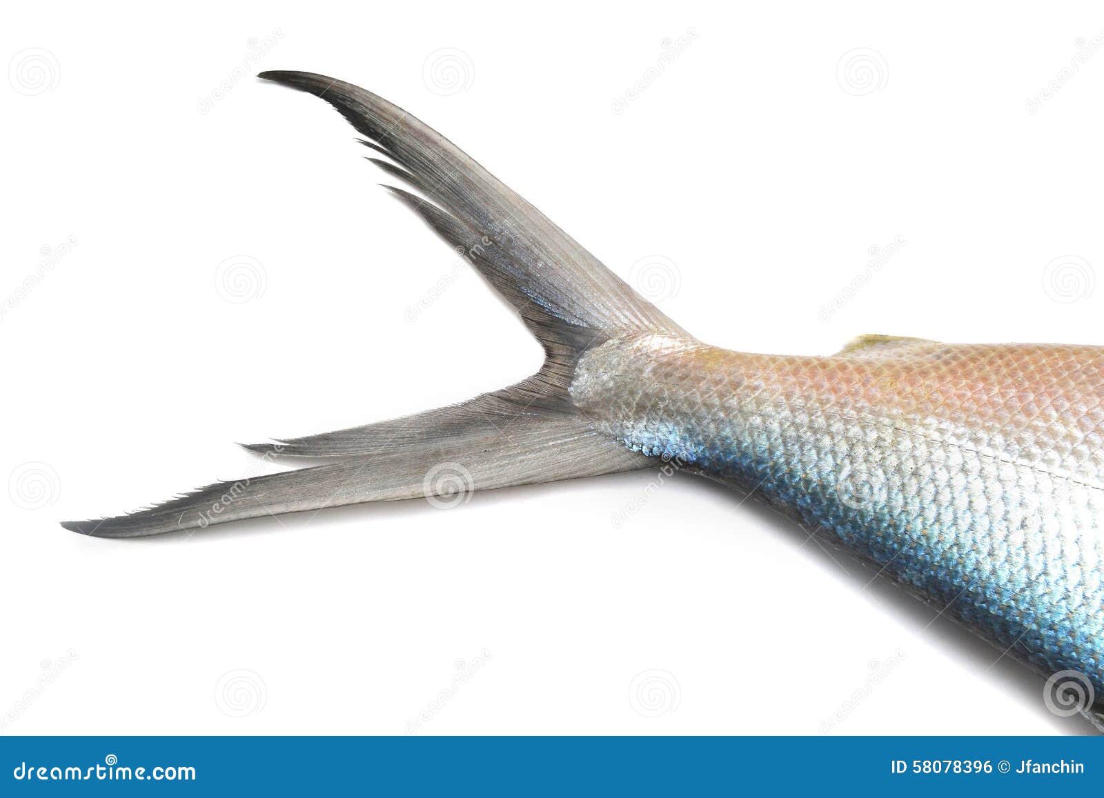 Fish tale on white stock photo. Image of animal, flathead - 58078396