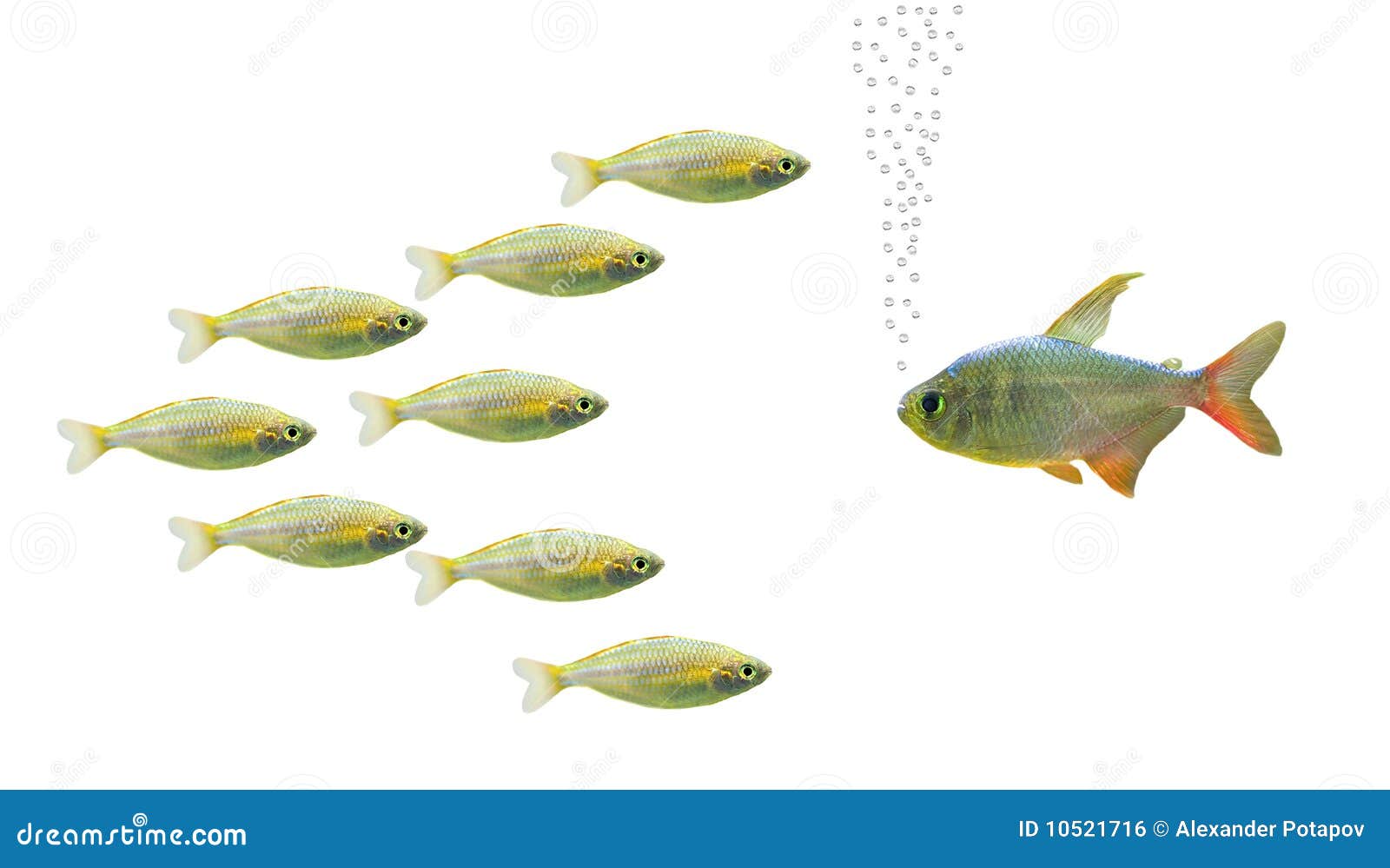 Fish talk stock photo. Image of swimming, liquid, design - 10521716