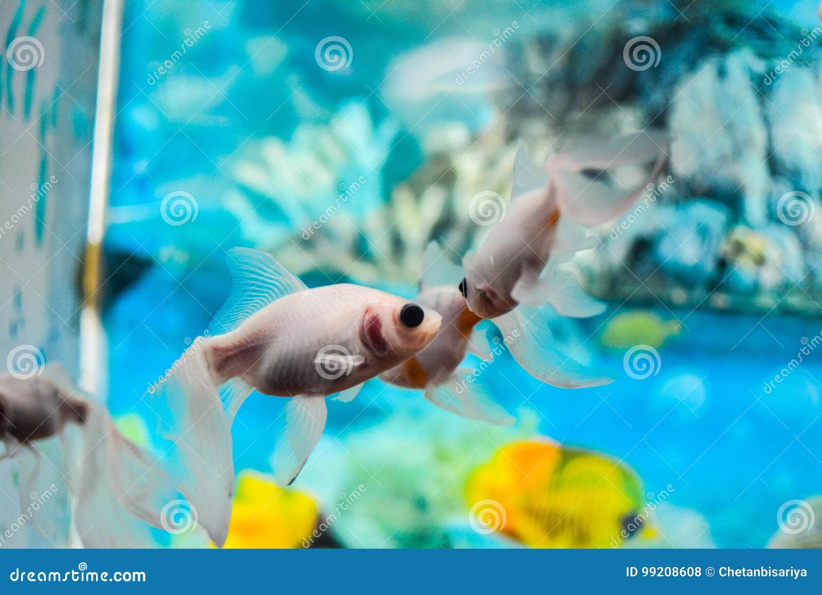 Fish talks stock photo. Image of talks, aquarium, couple - 99208608