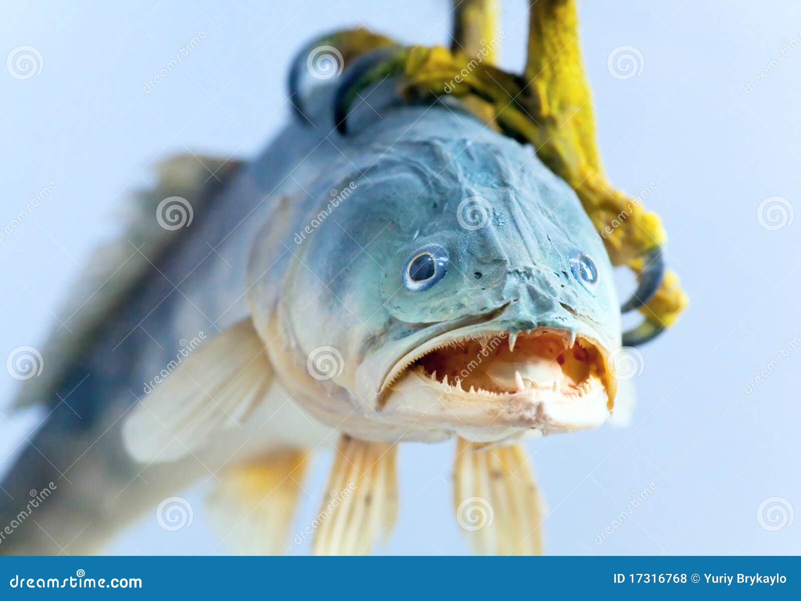 Fish in talon bird of prey stock photo. Image of closeup - 17316768
