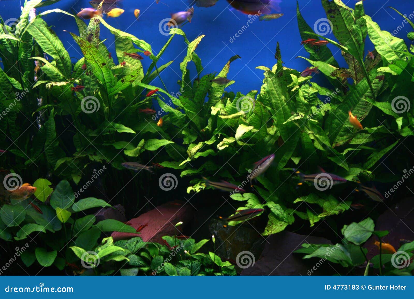 Fish tank stock image. Image of reeds, water, fish, blue - 4773183