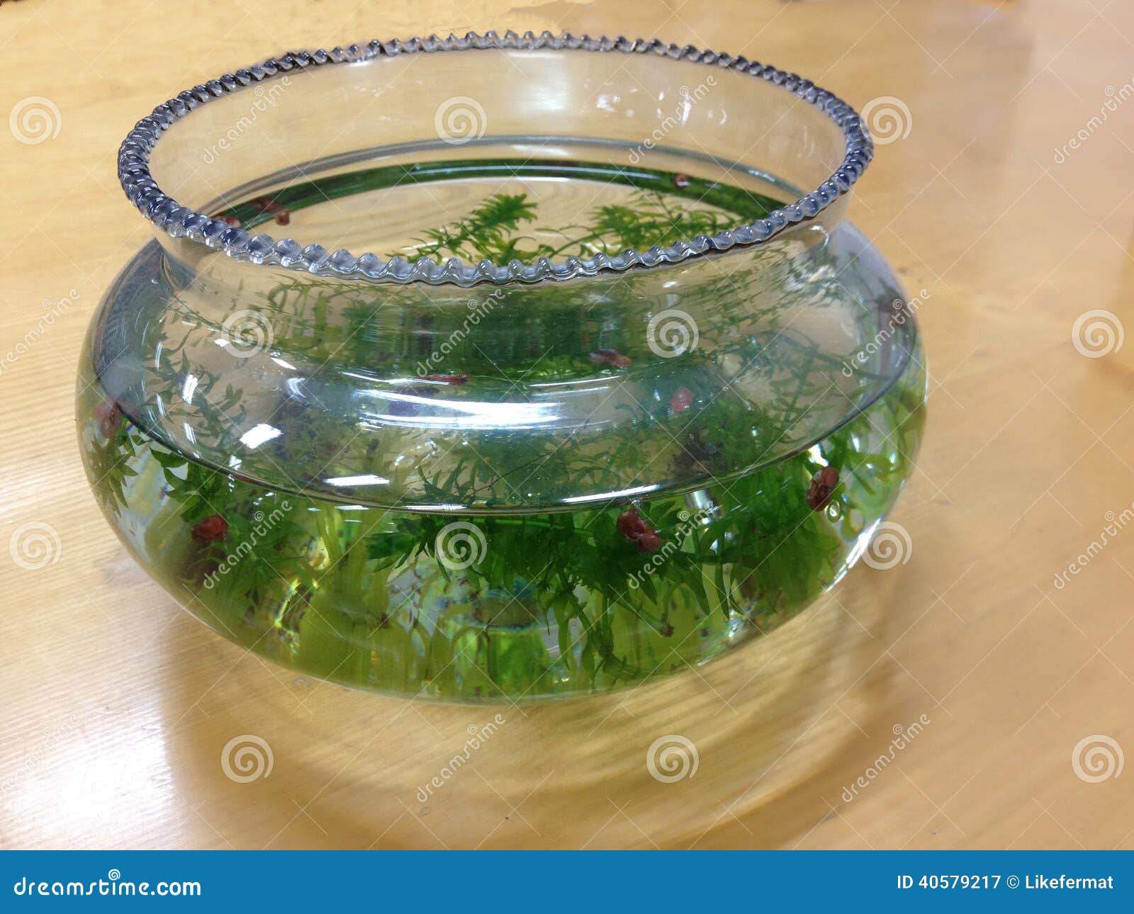 Fish tank aquarium stock image. Image of tank, auratus - 40579217