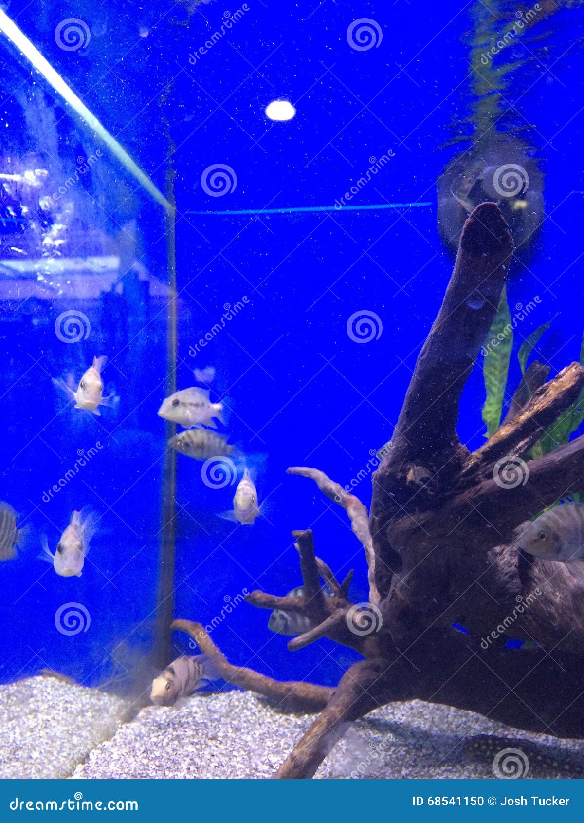 Fish Tank stock photo. Image of water, tank, fish, gravel - 68541150