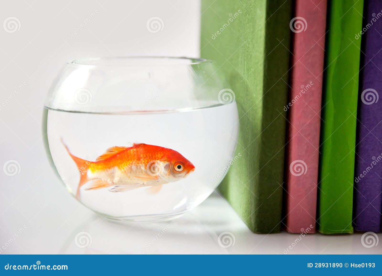 Fish tank and books stock photo. Image of freshness, fresh - 28931890