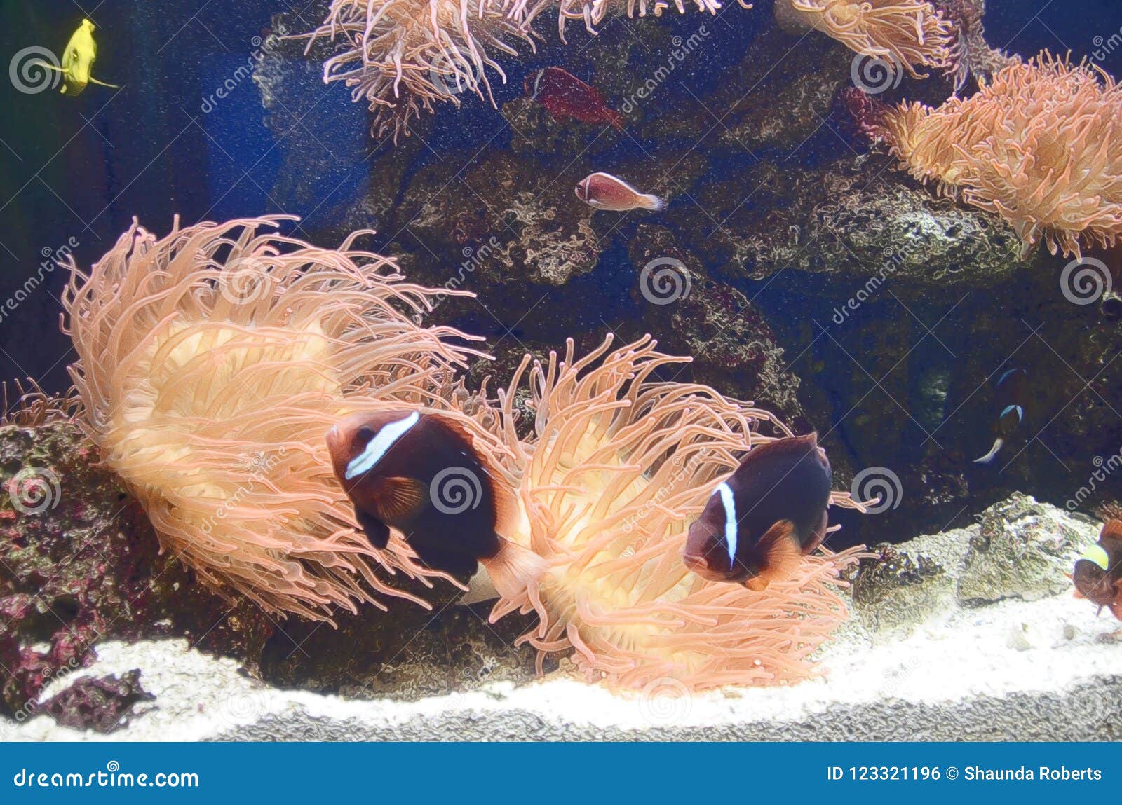 Fish in a fish tank stock photo. Image of small, inside - 123321196