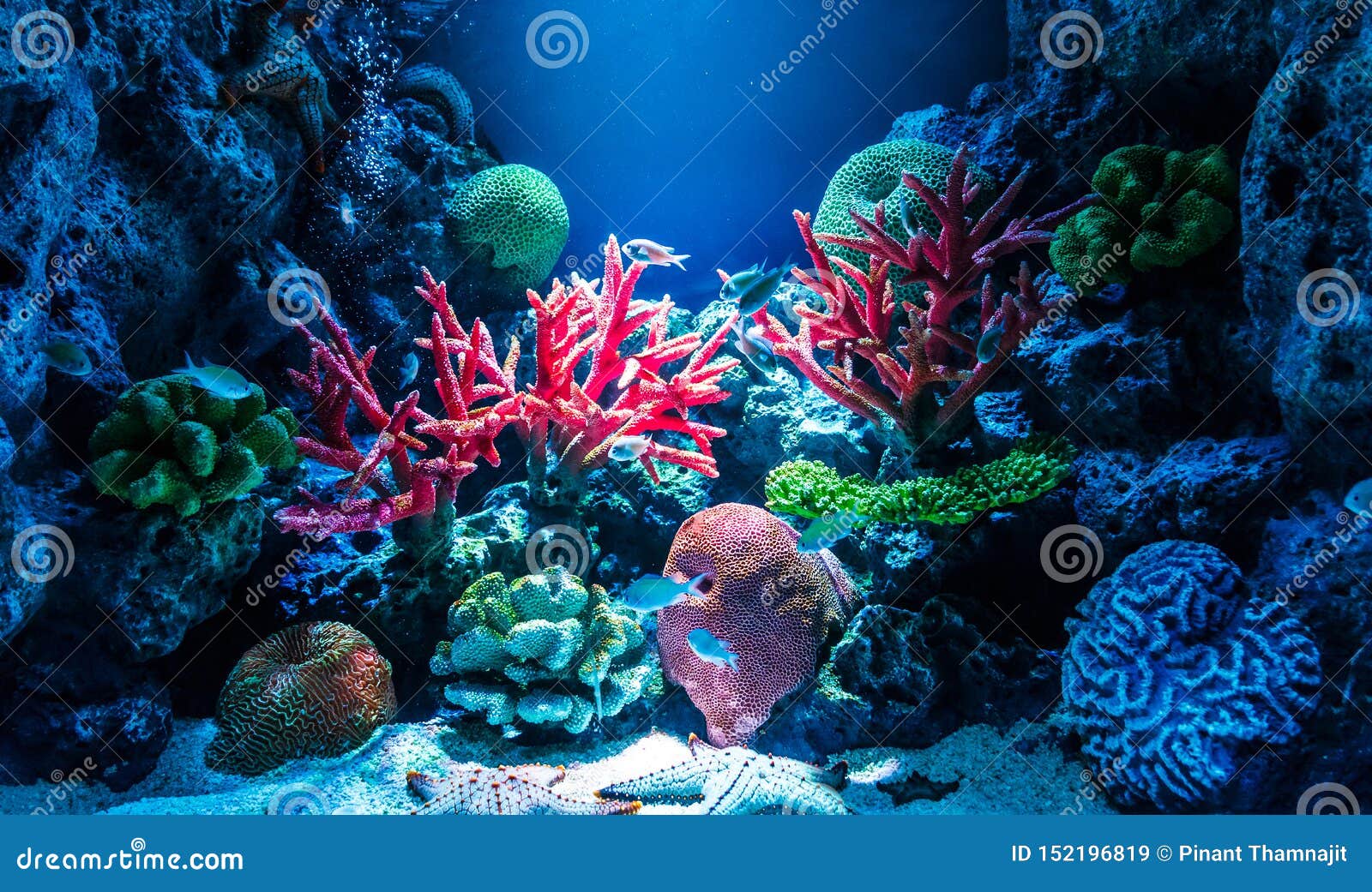 Fish tank with coral stock image. Image of coral, deep - 152196819