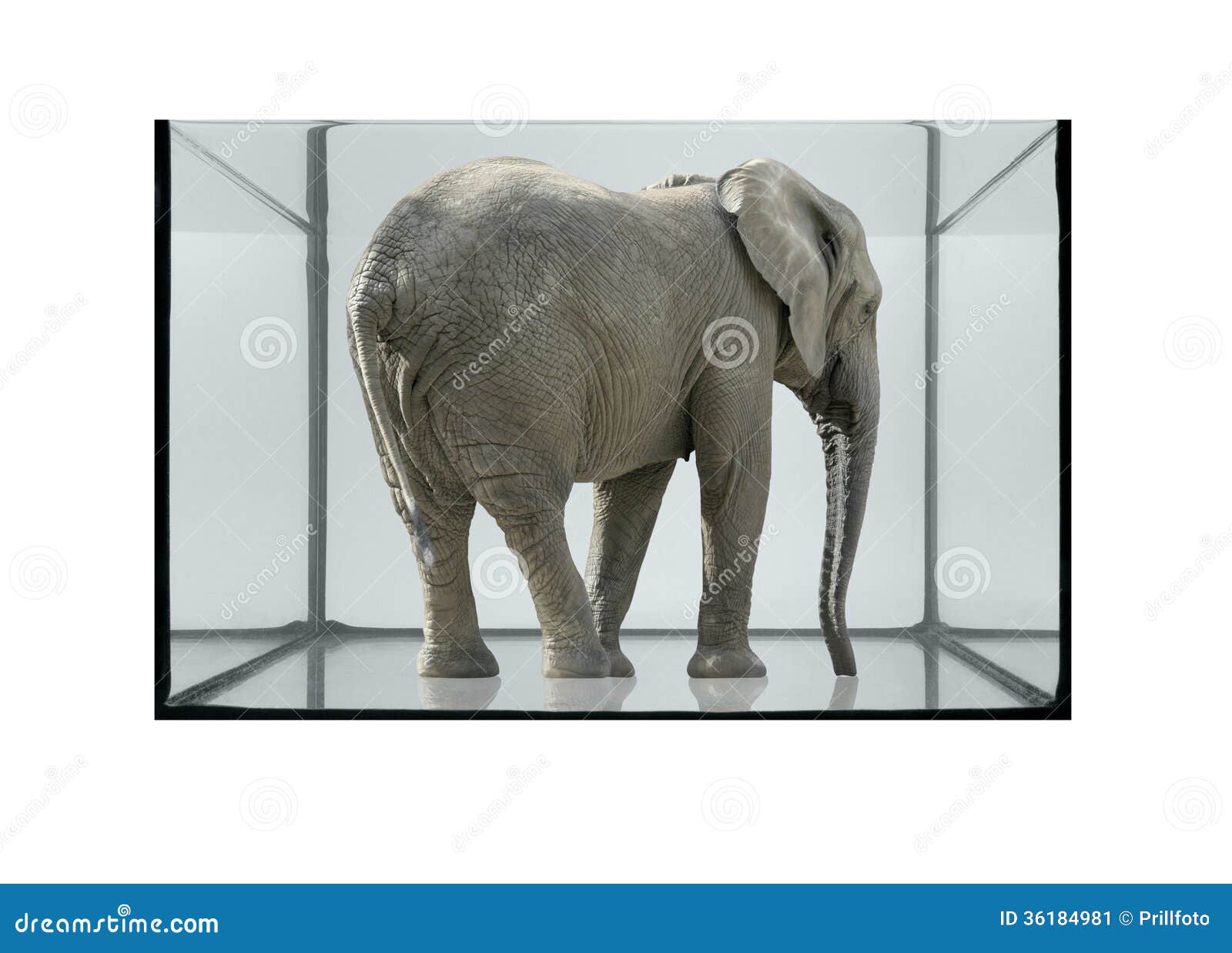 Fish tank and elephant stock image. Image of stuffed - 36184981