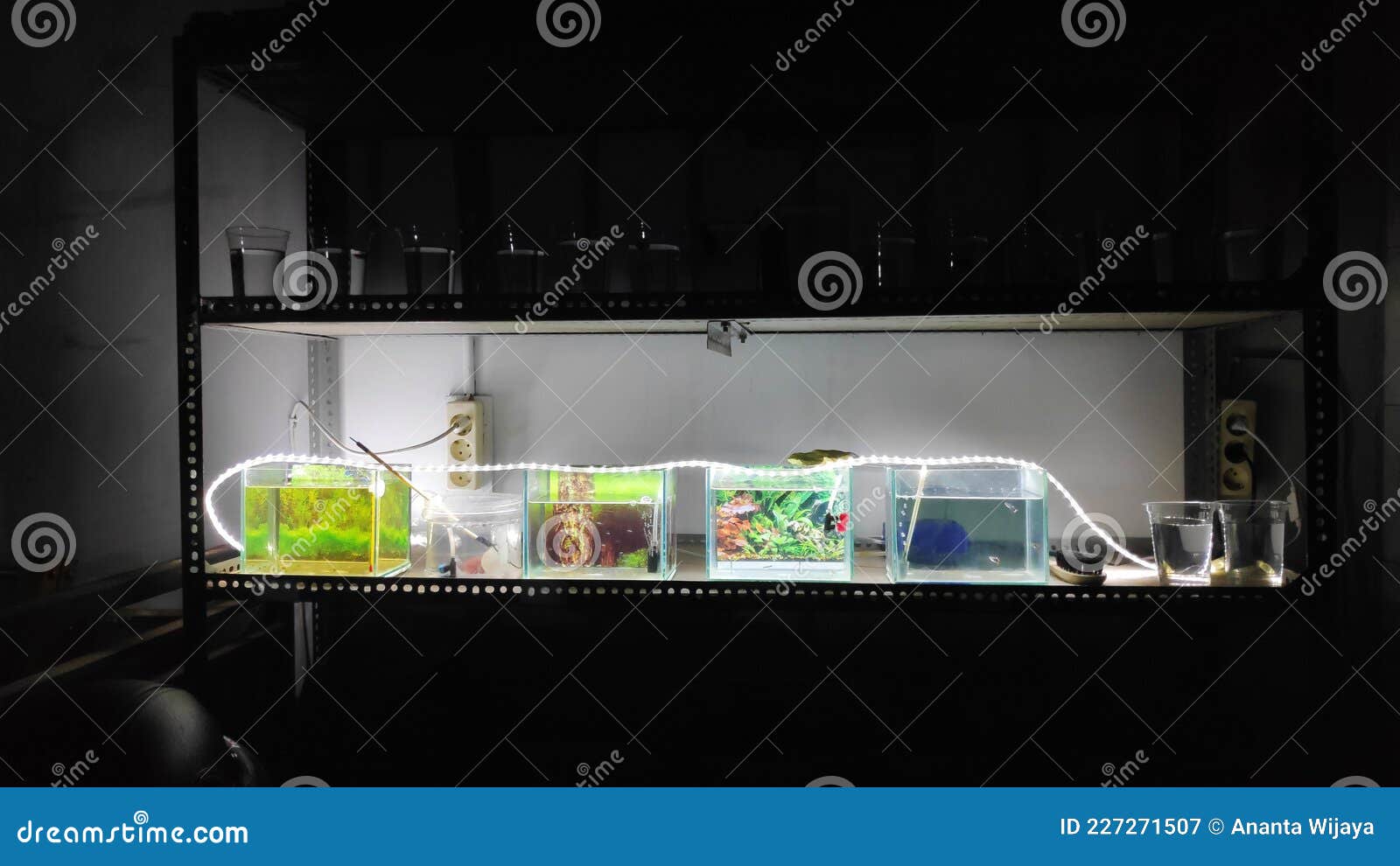 Fish tank at night stock image. Image of guppy, fish - 227271507