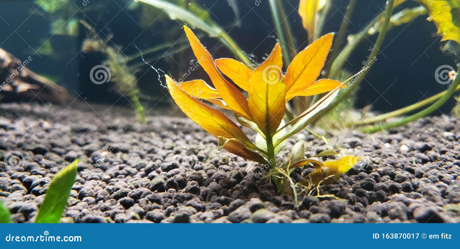 Fish tank life and love stock image. Image of tank, life - 163870017