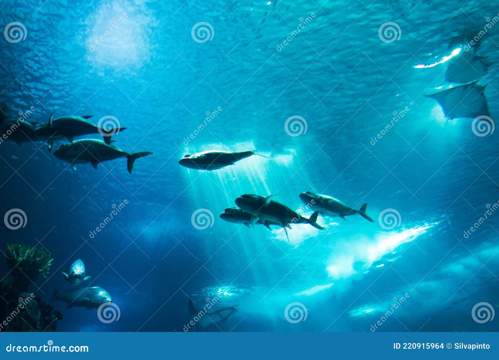 Fish Tank, with Low Perspective. Shades of Blue Stock Photo - Image of ...