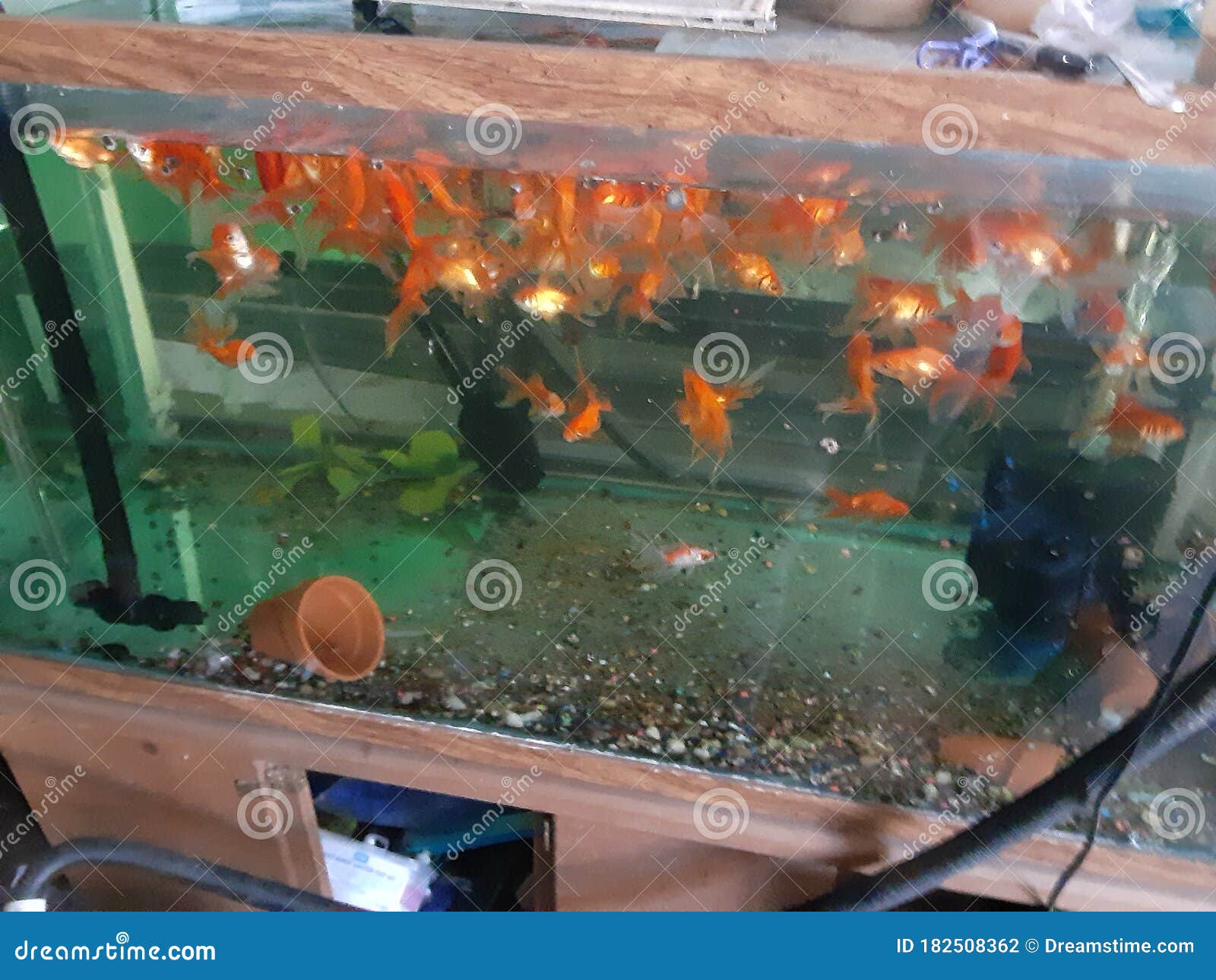Fish in Fish Tank at My Cousins Friends. Stock Photo - Image of friends ...