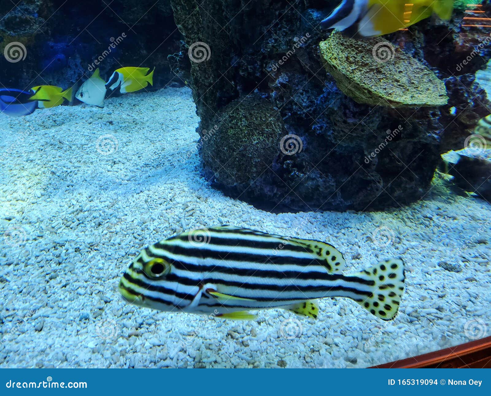 Fish in a tank stock photo. Image of fish, creatures - 165319094