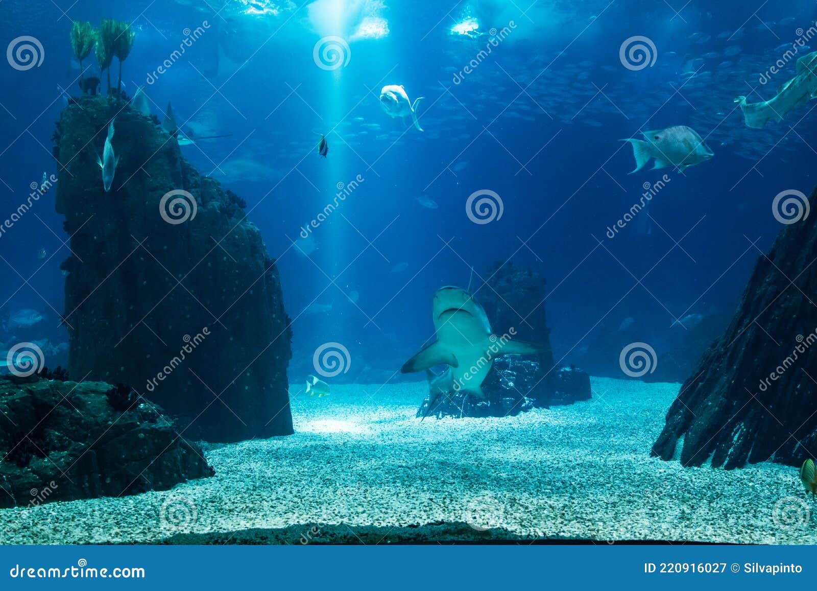 Fish Tank with Several Species with Emphasis on Shark Stock Image ...