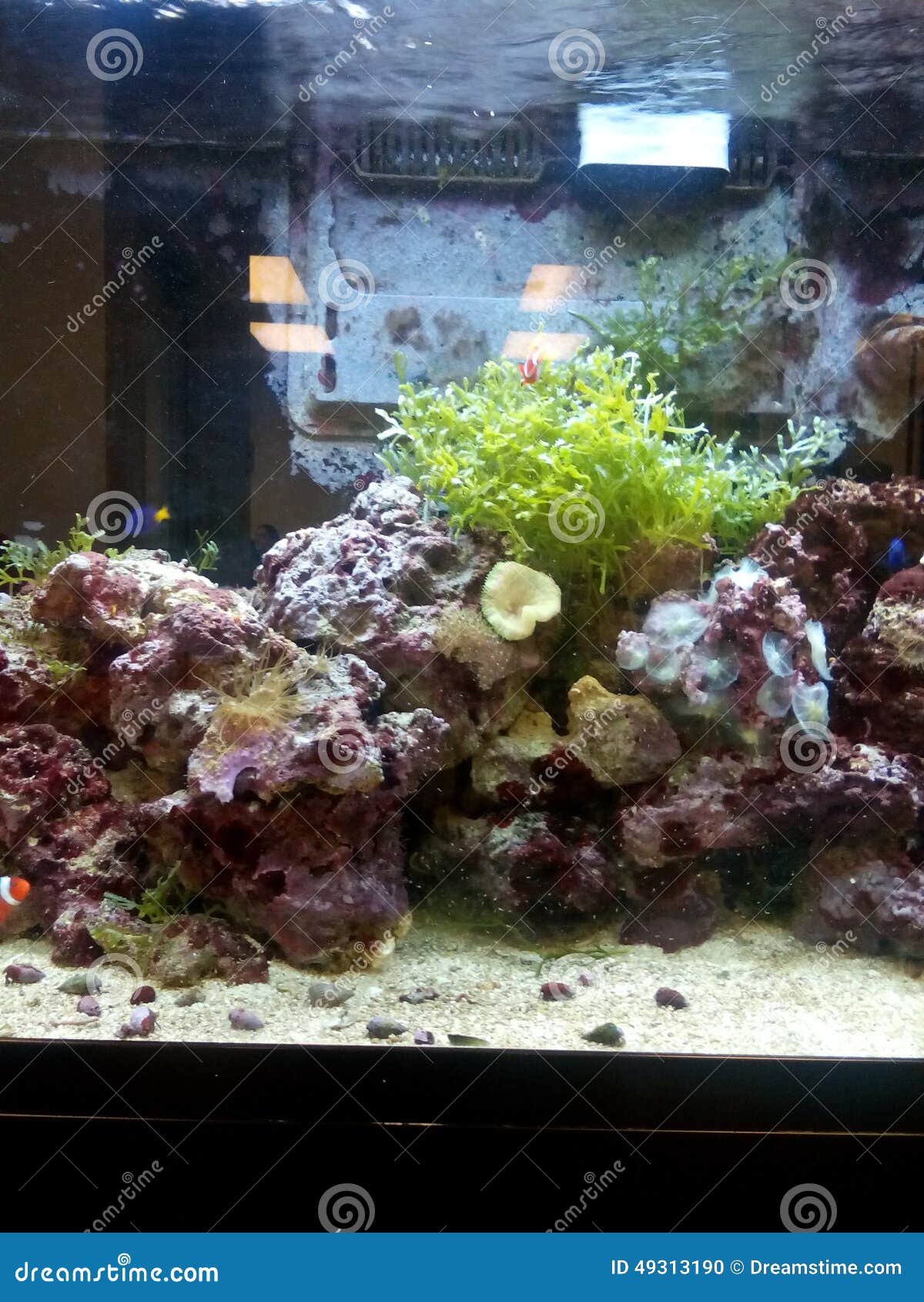 Fish tank stock photo. Image of water, blue, tank, rocks - 49313190