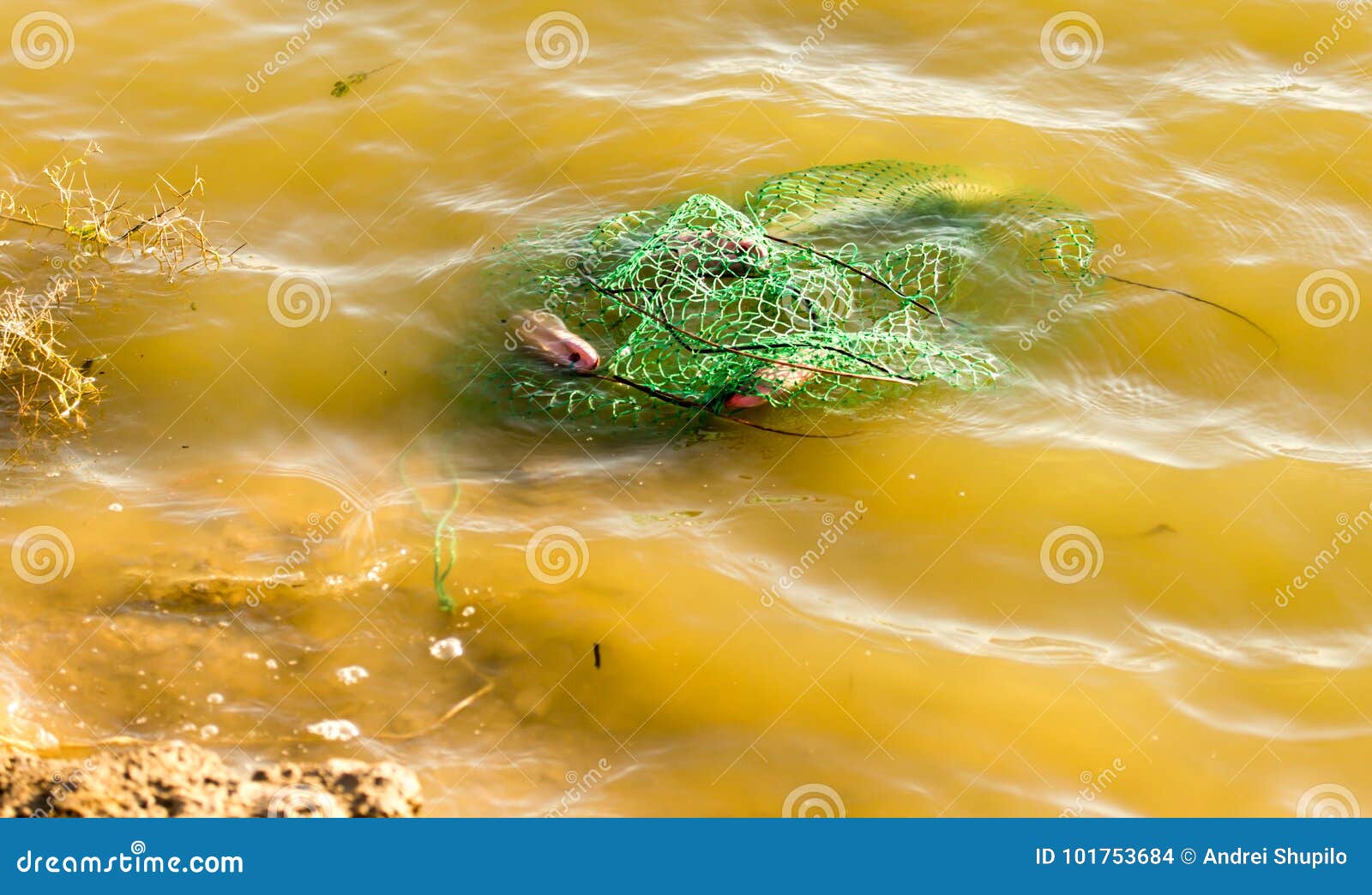 Fish Tank in the Water on the River Bank Stock Photo - Image of river ...