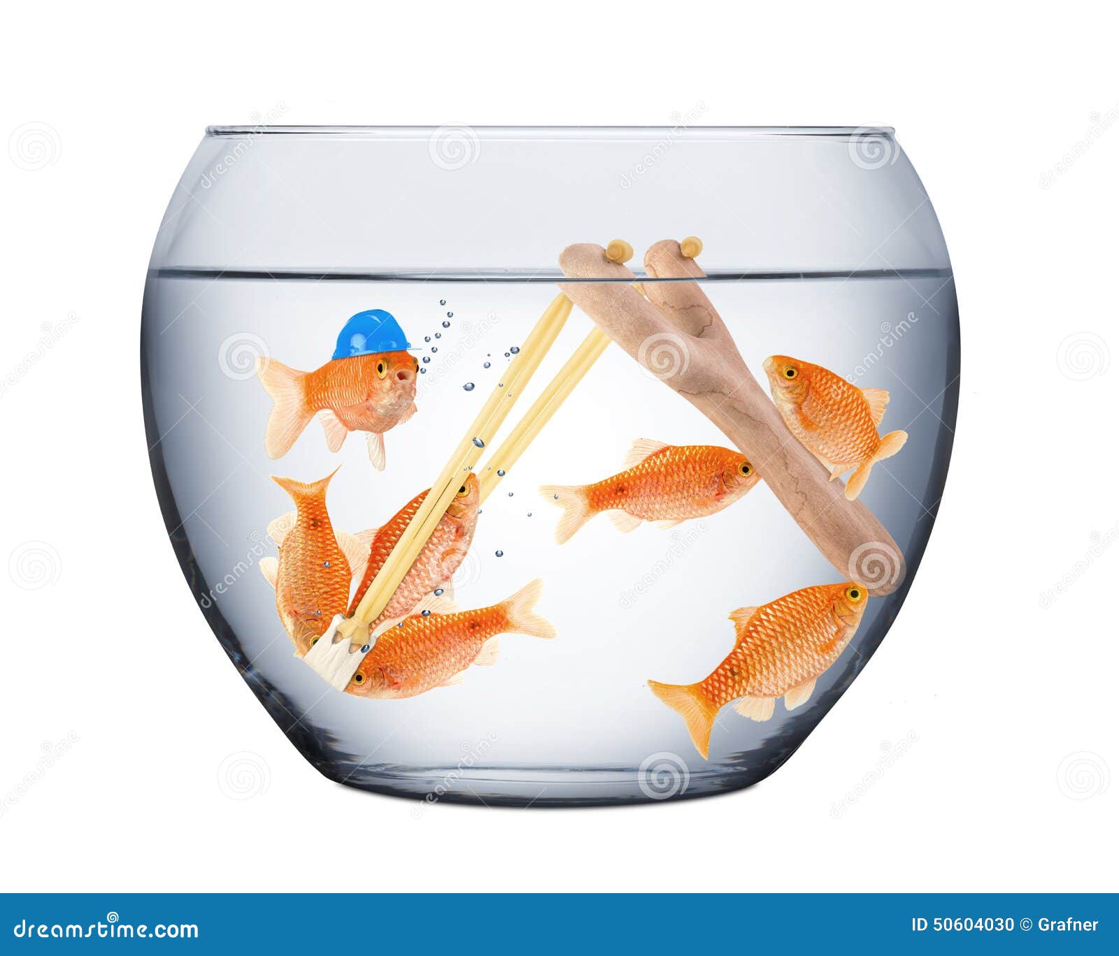 Fish teamwork concept stock photo. Image of leader, decision - 50604030
